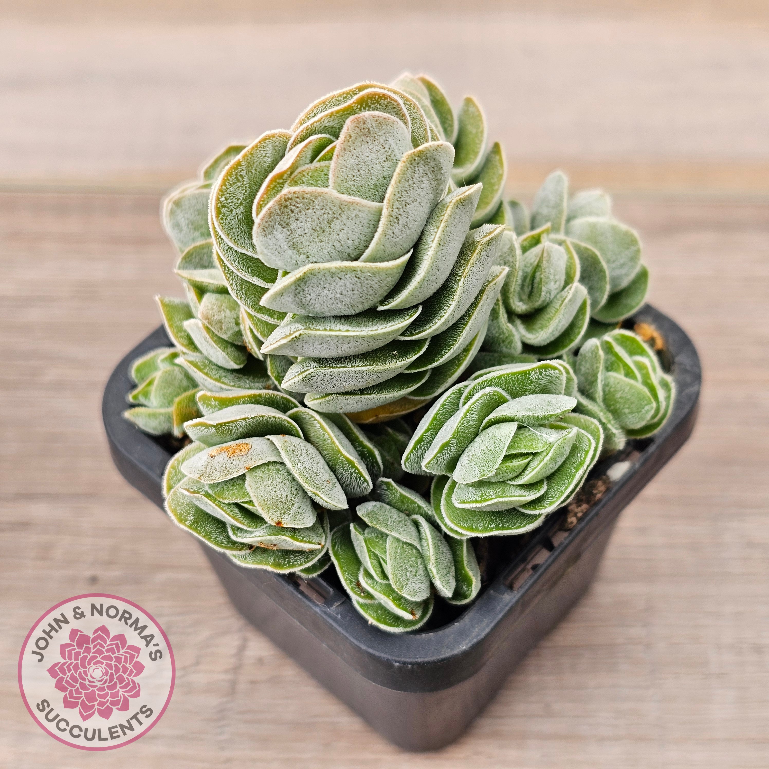 Crassula Ivory Pagoda Multi John And Normas Succulents John