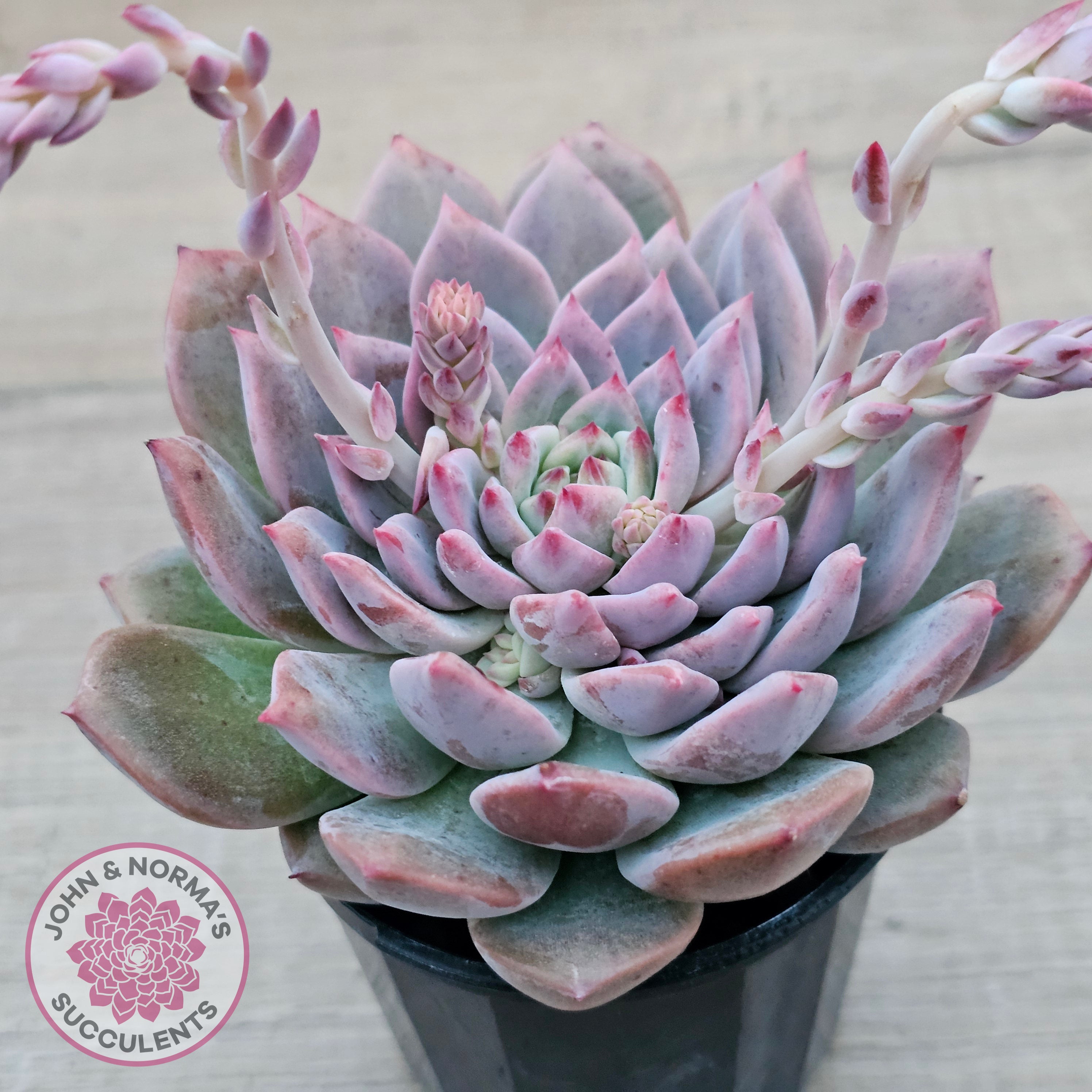 Echeveria 'Frosty Bloom' | John & Norma's Succulents – John & Norma's Succulents Australia