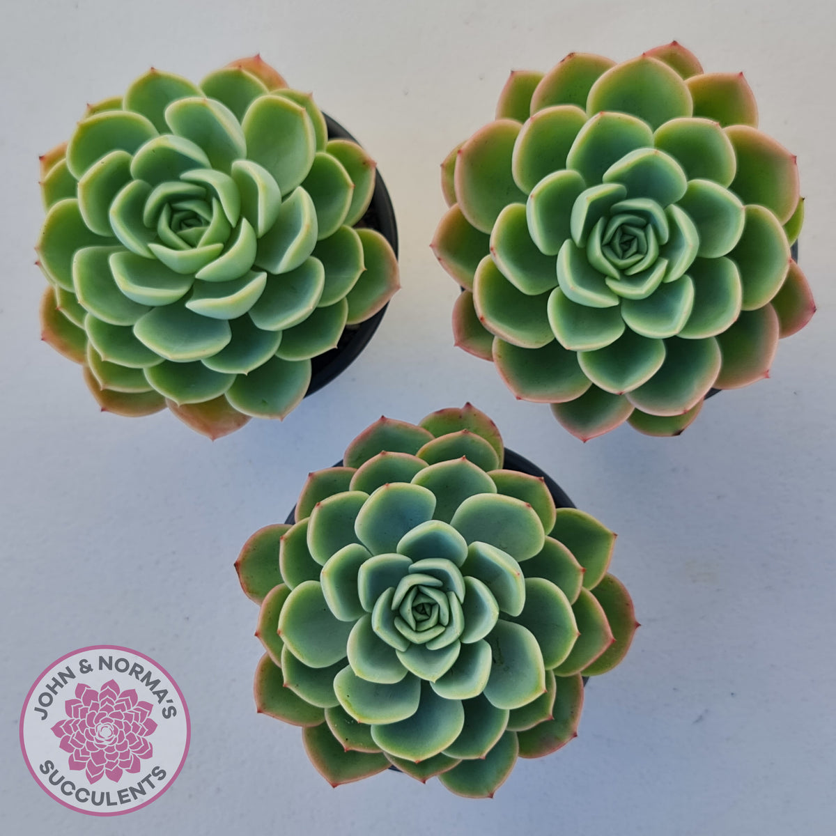 Echeveria 'Honey Melon' | John & Norma's Succulents – John & Norma's Succulents Australia