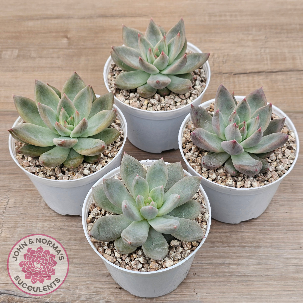 Echeveria 'Wedding Ring' | John & Norma's Succulents – John & Norma's Succulents Australia
