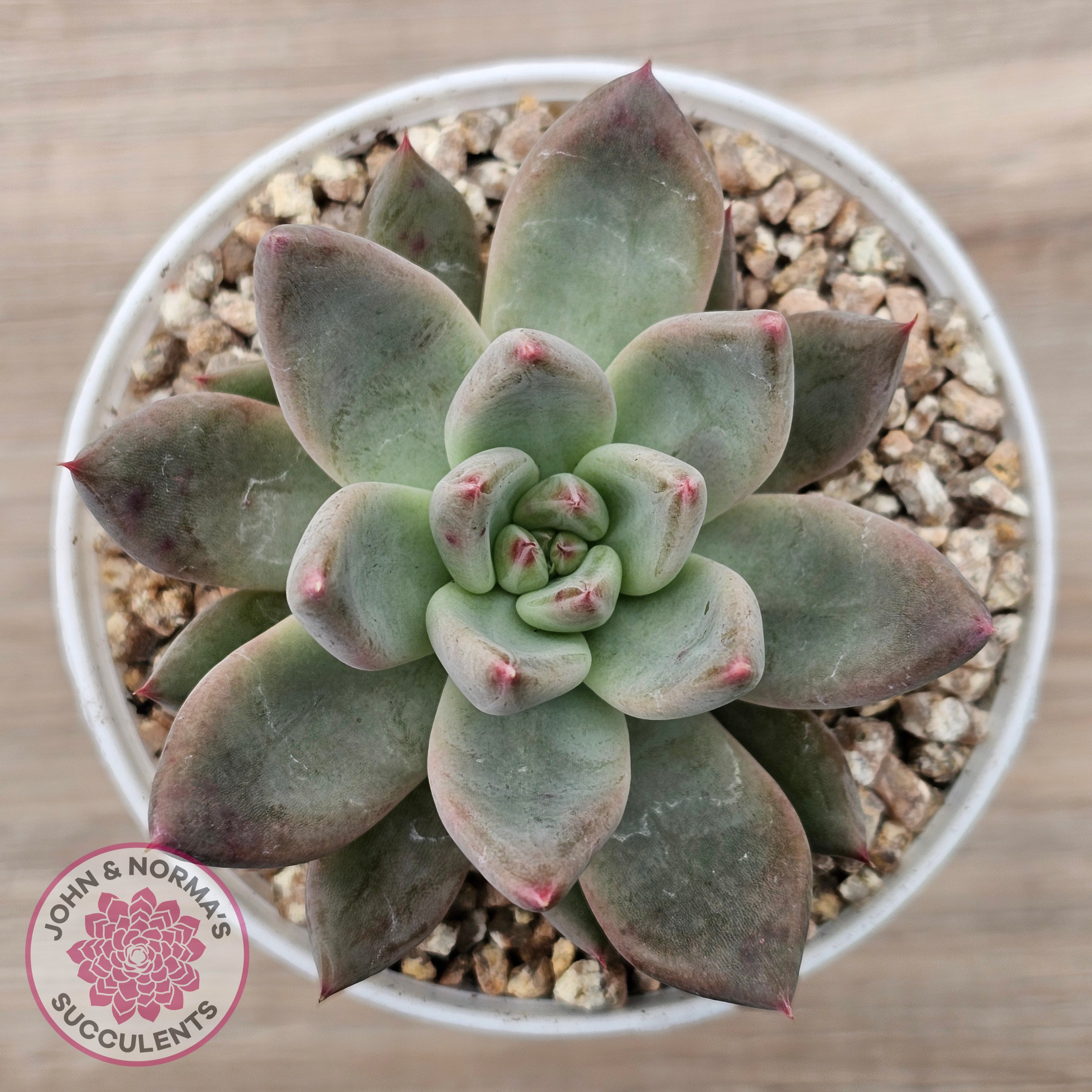 Echeveria 'Wedding Ring' | John & Norma's Succulents – John & Norma's Succulents Australia