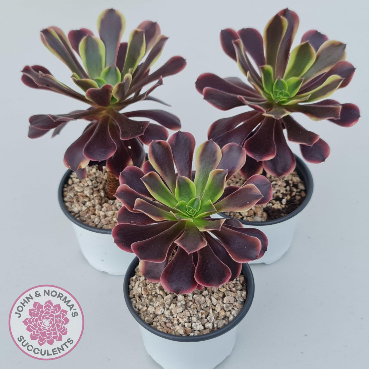 Aeonium 'Superbang' aka 'Oujiali' Variegated | John & Norma's Succulents – John & Norma's ...
