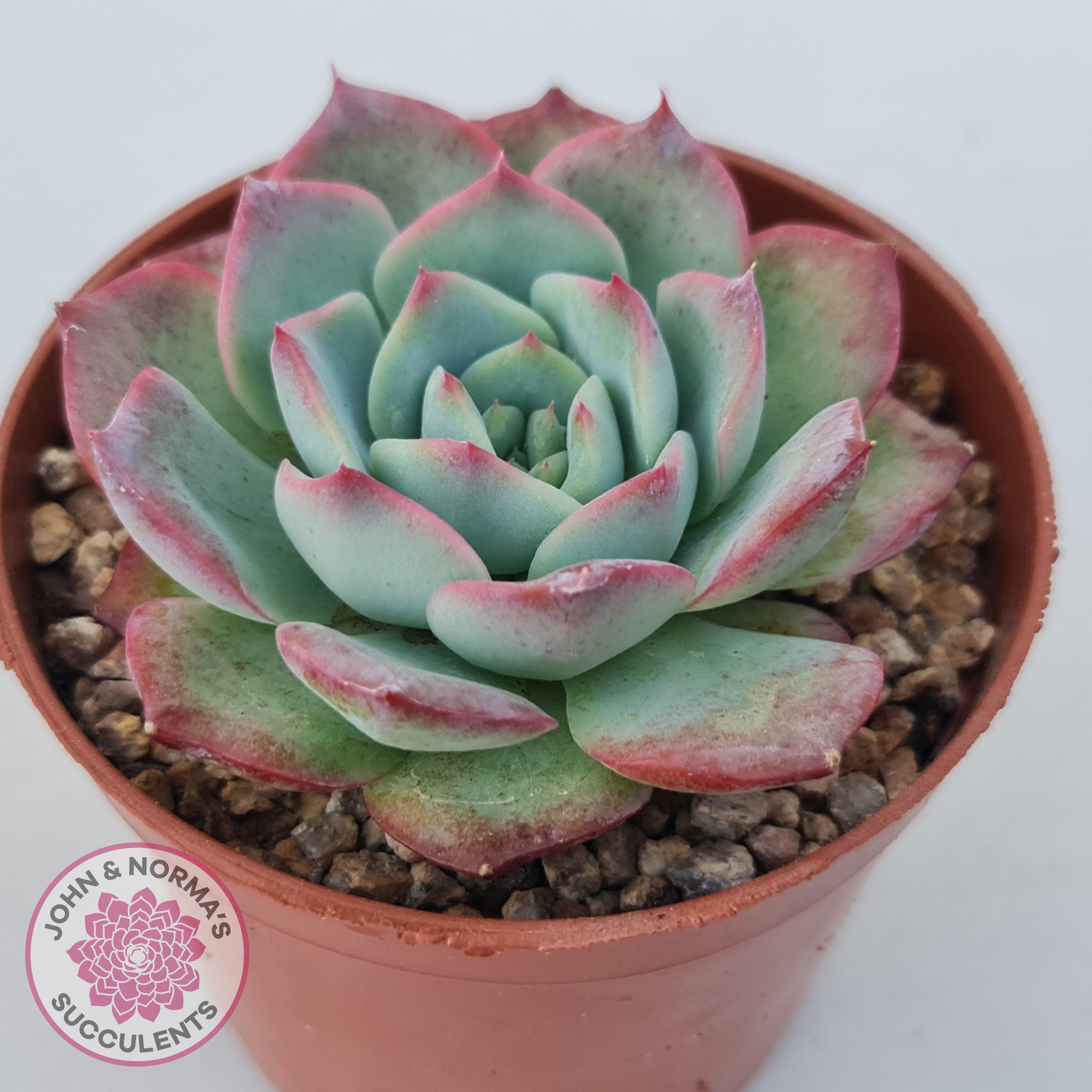 Echeveria 'Love Heart' | John & Norma's Succulents – John & Norma's Succulents Australia