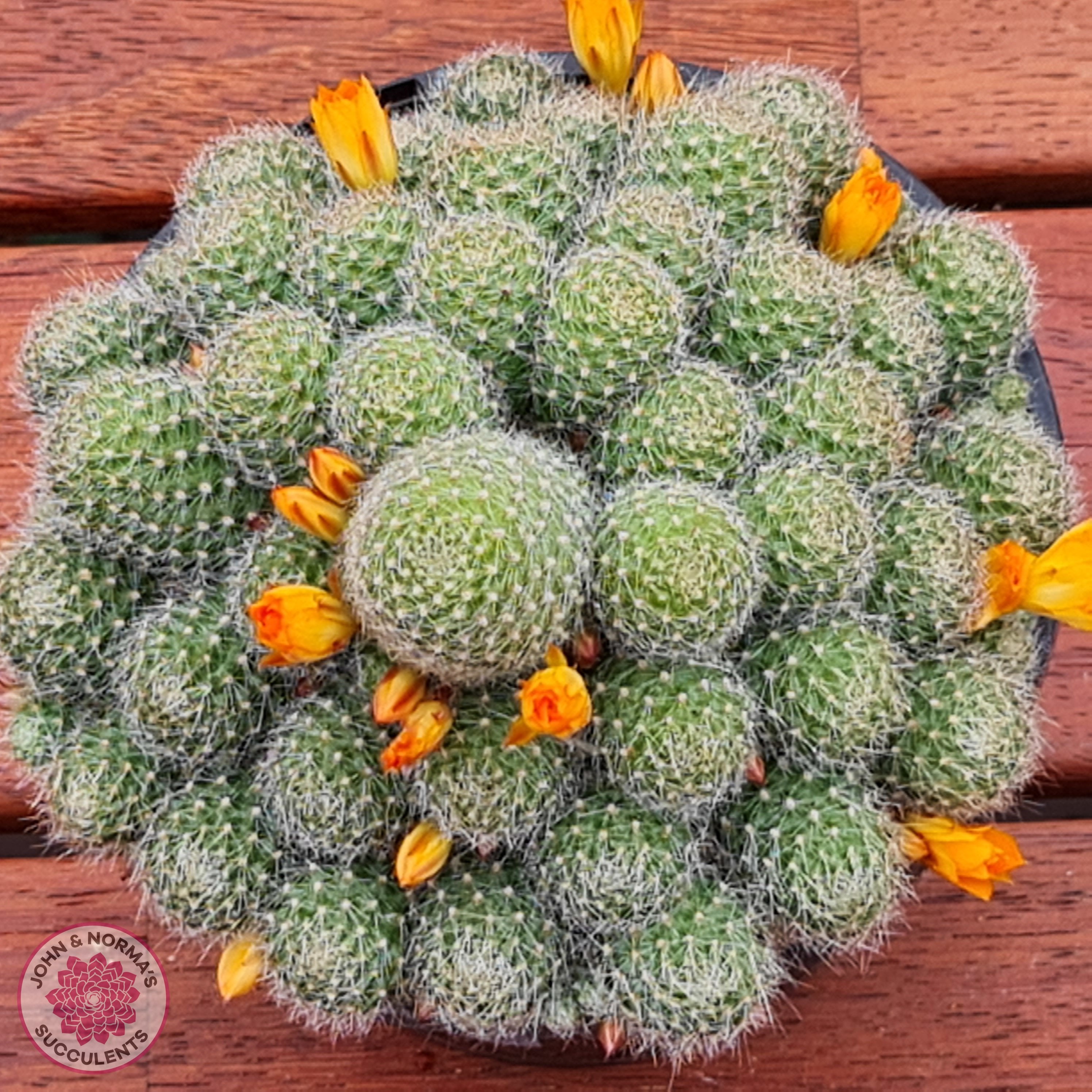 Cactus | John & Norma's Succulents – John & Norma's Succulents Australia