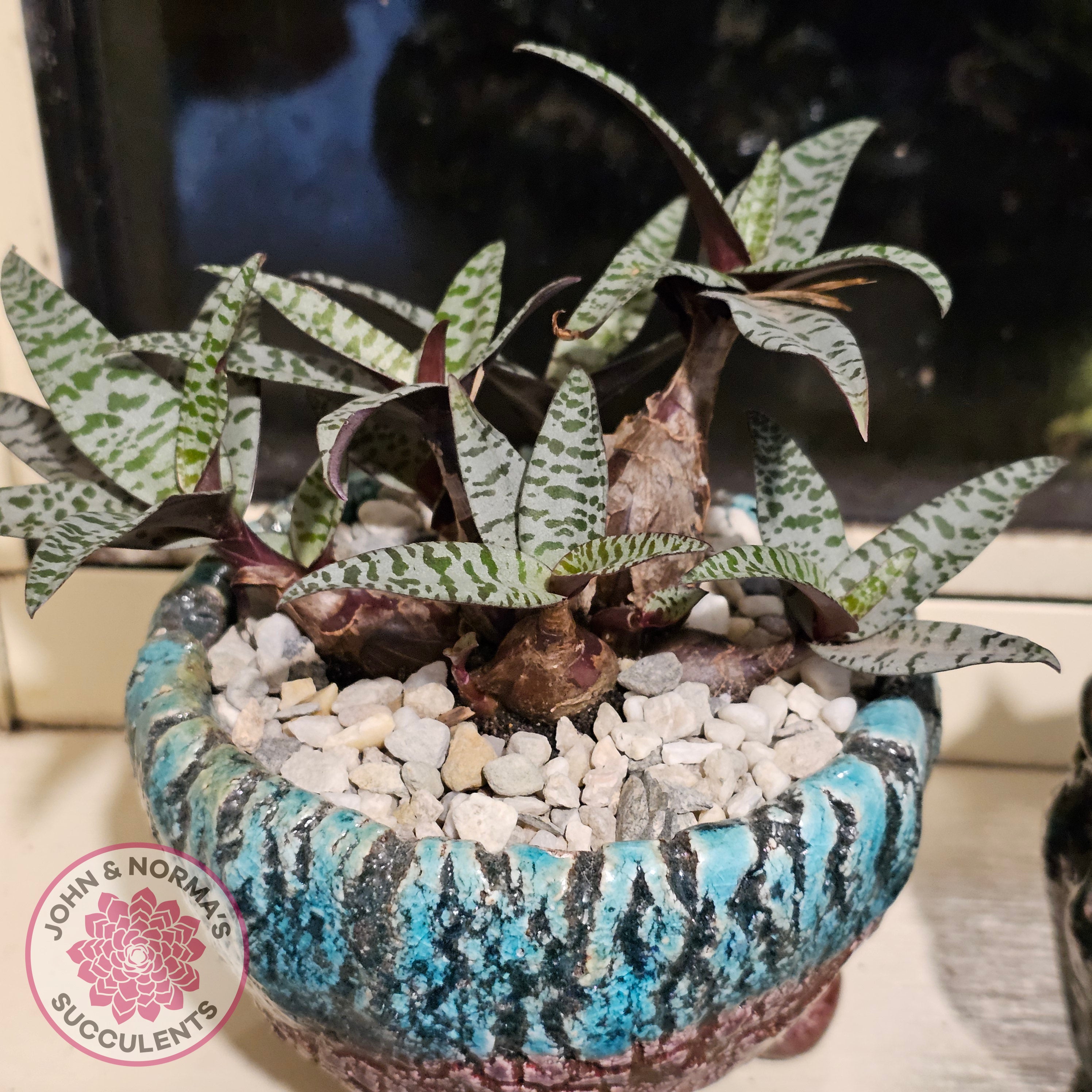 Ledebouria socialis | John & Norma's Succulents – John & Norma's ...