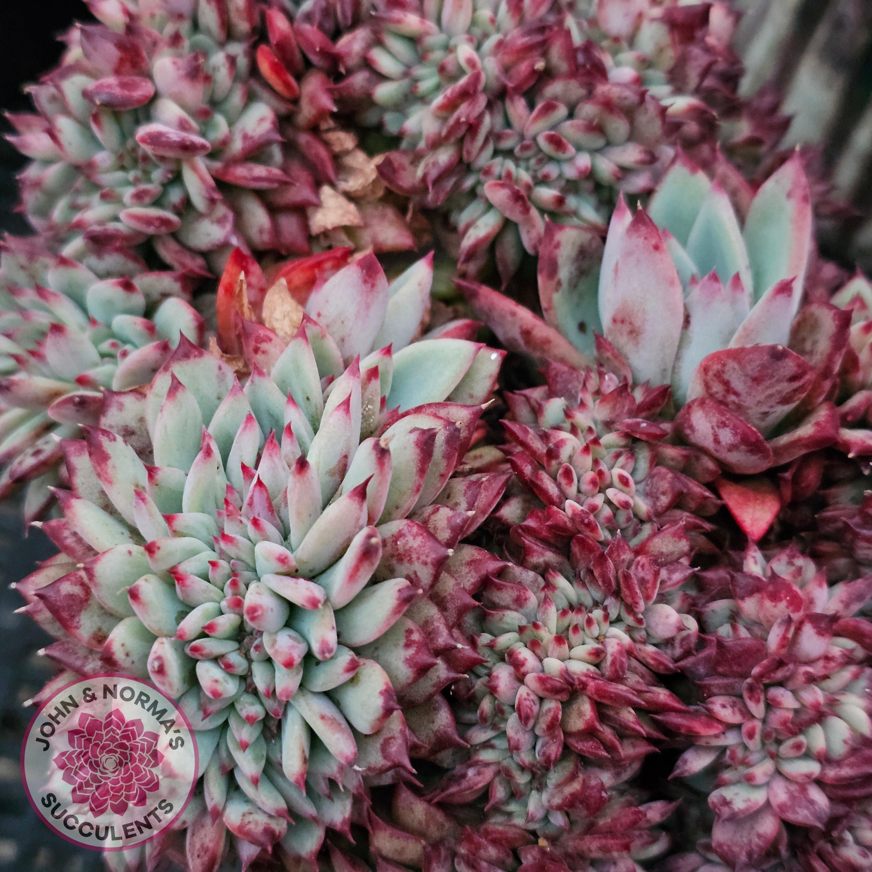 Echeveria 'Ratam' Crest | John & Norma's Succulents – John & Norma's ...