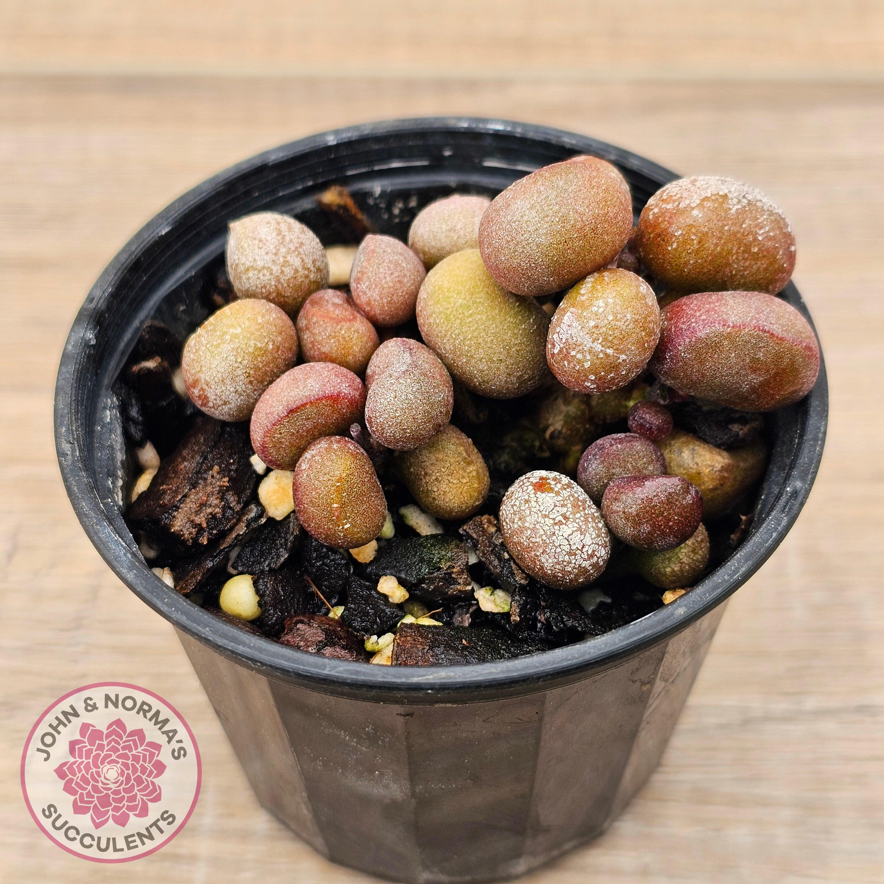 Adromischus 'Little Spheroid' | John & Norma's Succulents – John ...