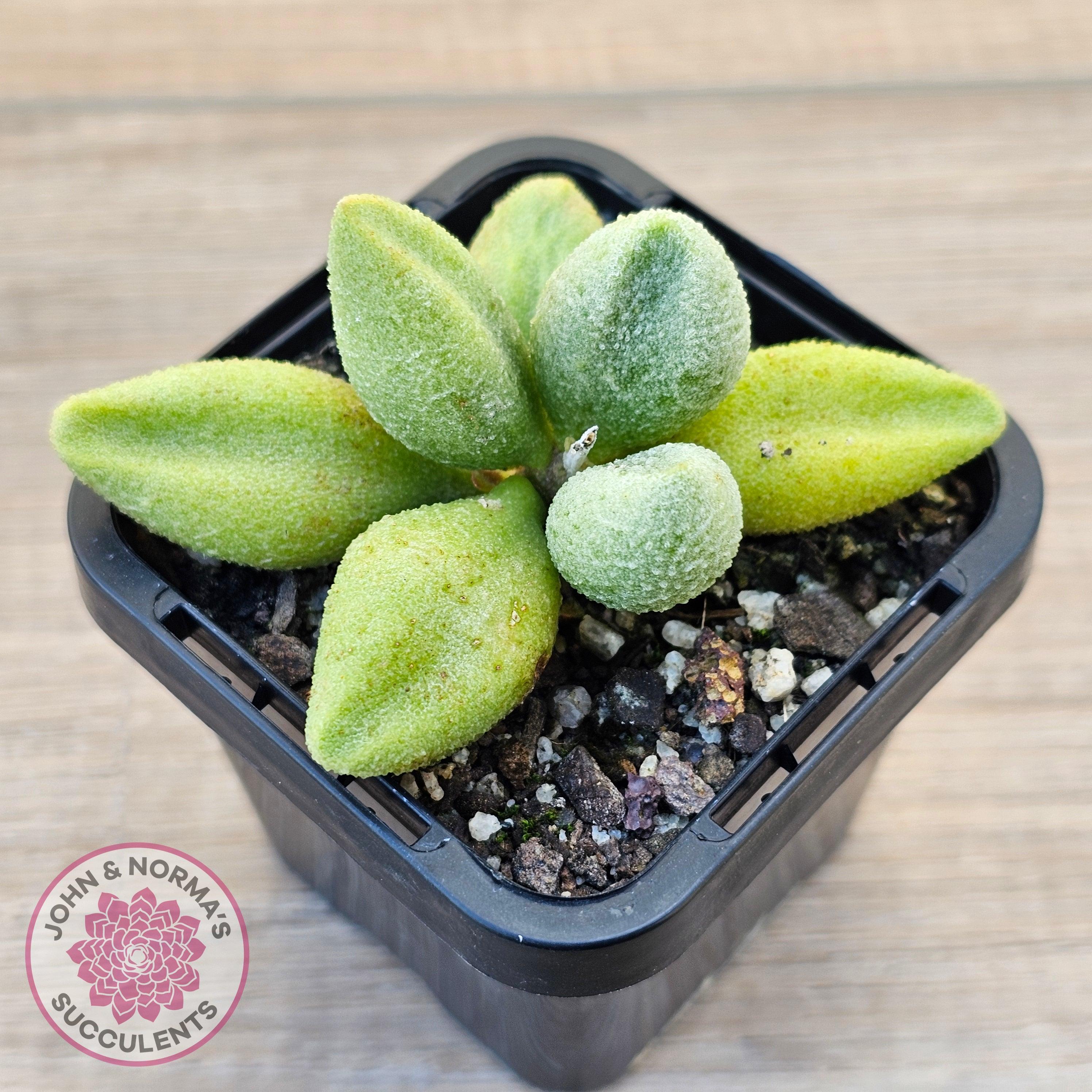 Adromischus marianae f. alveolatus | John & Norma's Succulents – John ...