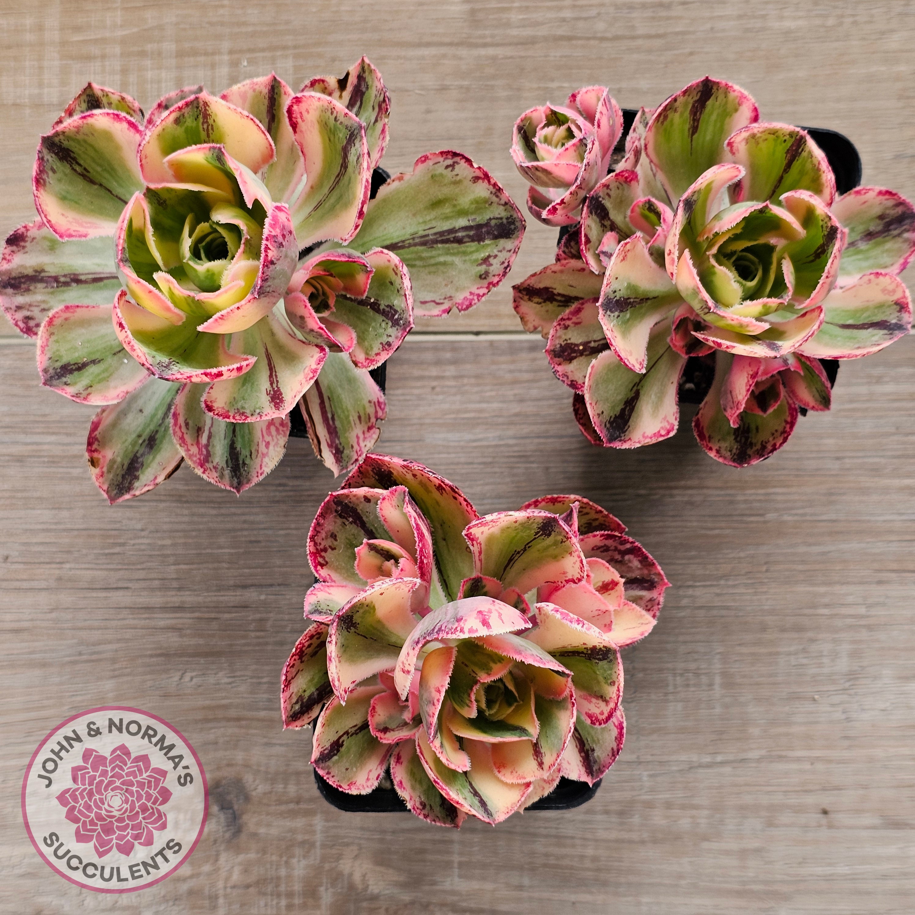 Aeonium 'Red Fuji' Variegated | John & Norma's Succulents – John ...