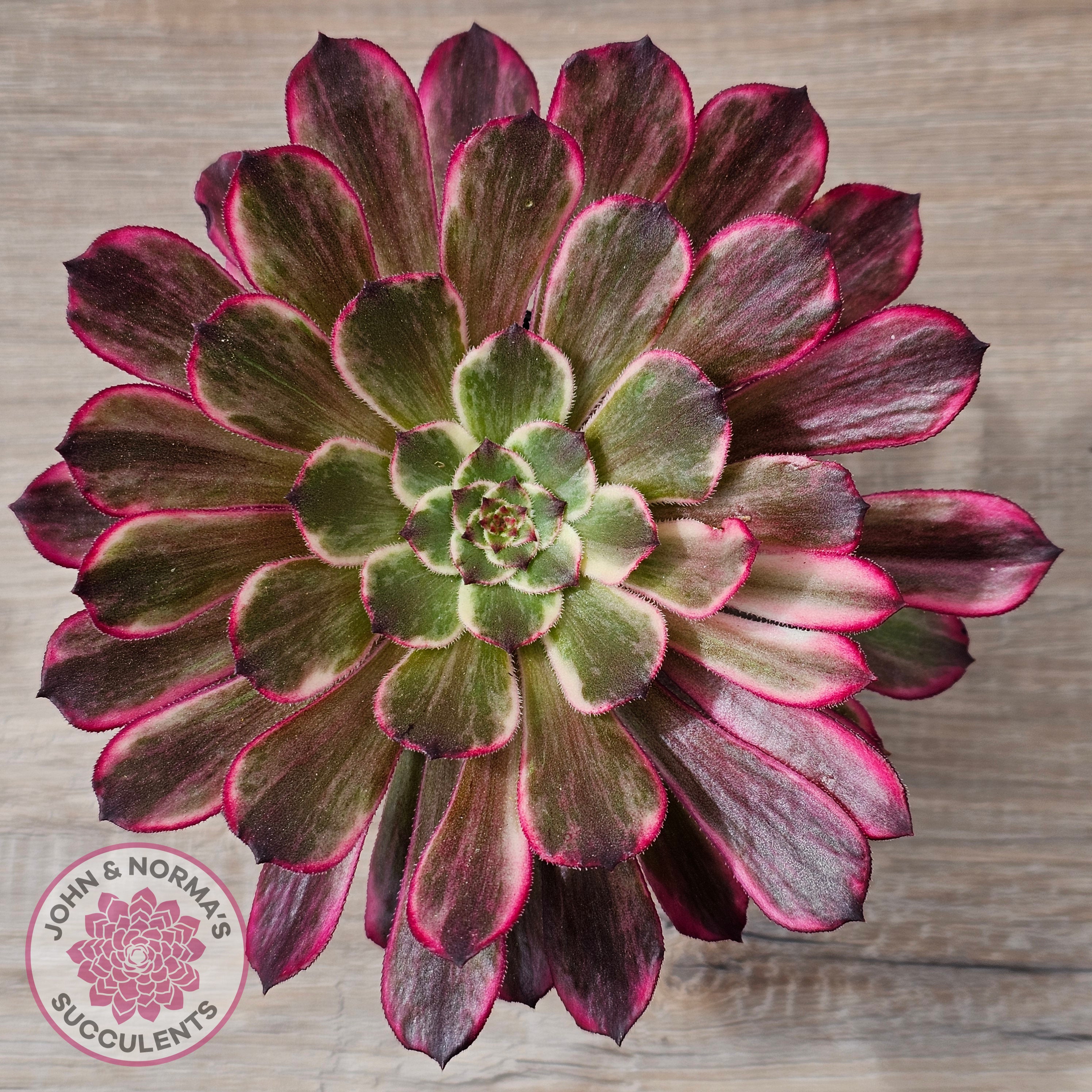 Aeonium 'Ink Painting' | John & Norma's Succulents – John & Norma's ...