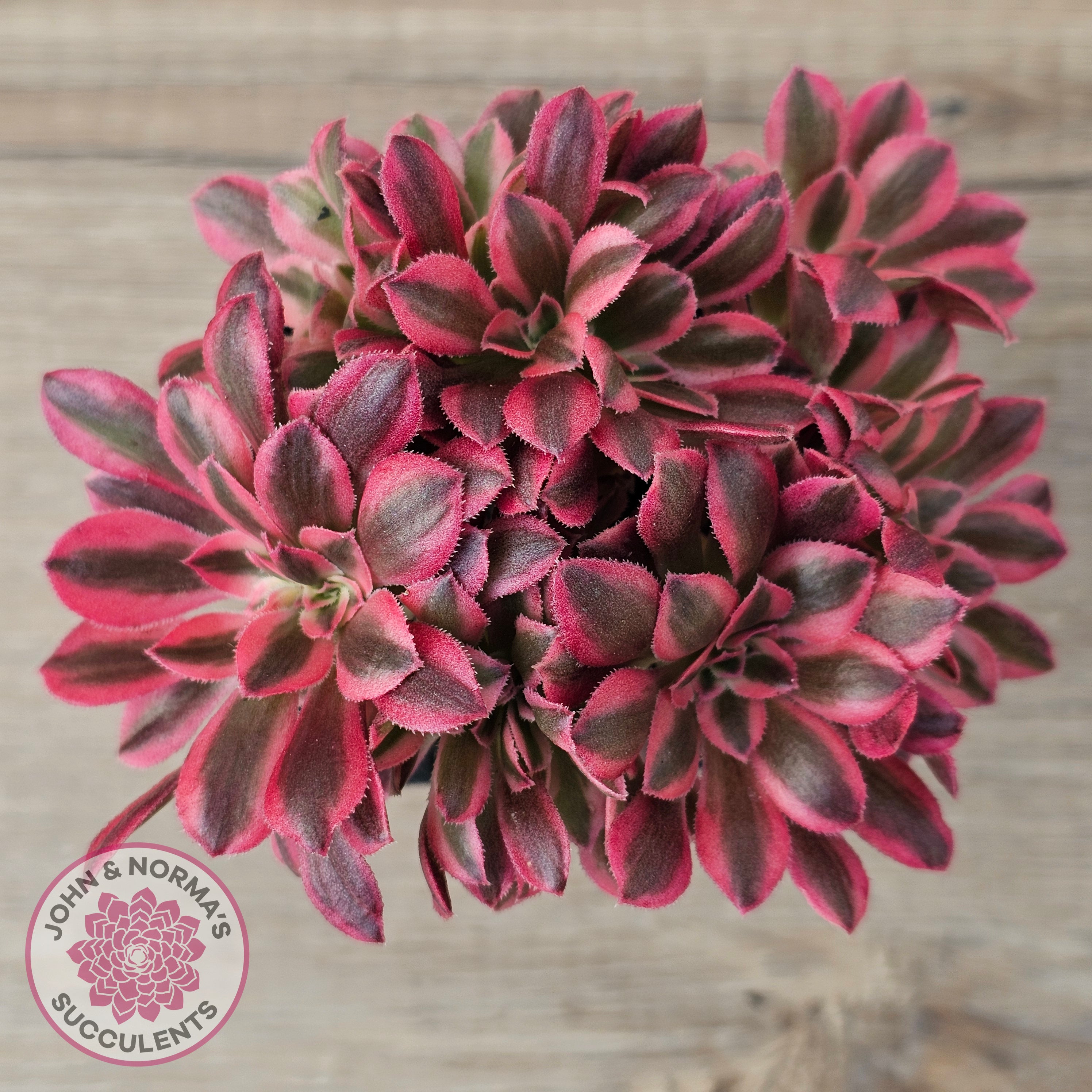 Aeonium 'Pink Witch' Crest | John & Norma's Succulents – John & Norma's ...