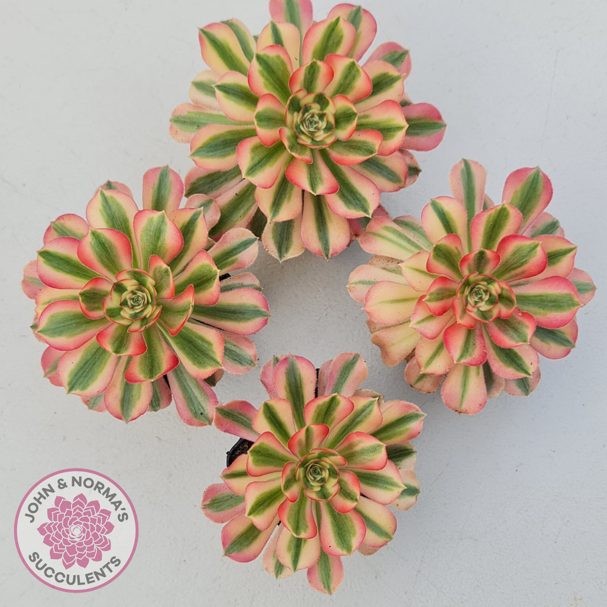 Aeonium 'Pink Witch' | John & Norma's Succulents – John & Norma's ...