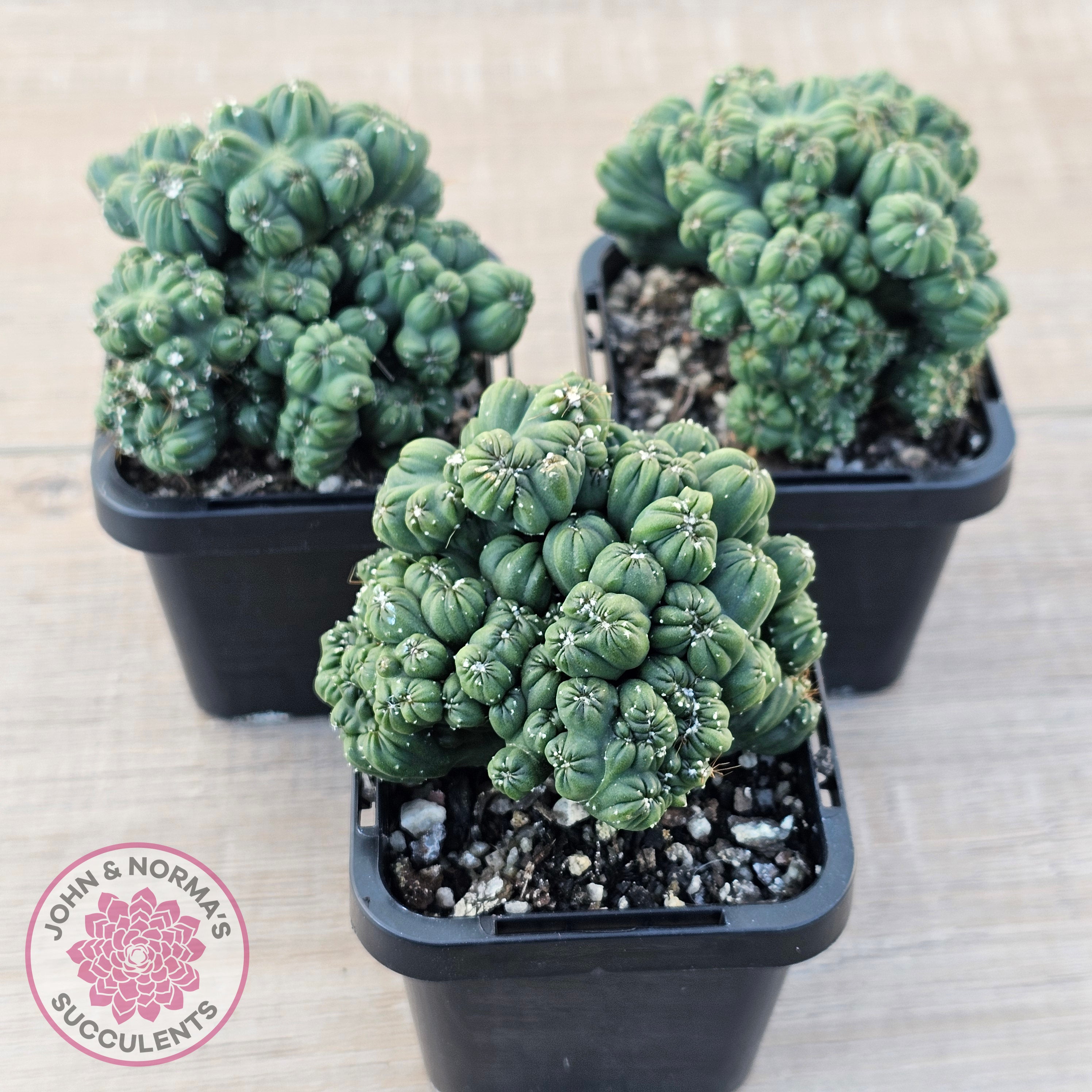 Cereus 'Ming Thing' | John & Norma's Succulents – John & Norma's ...