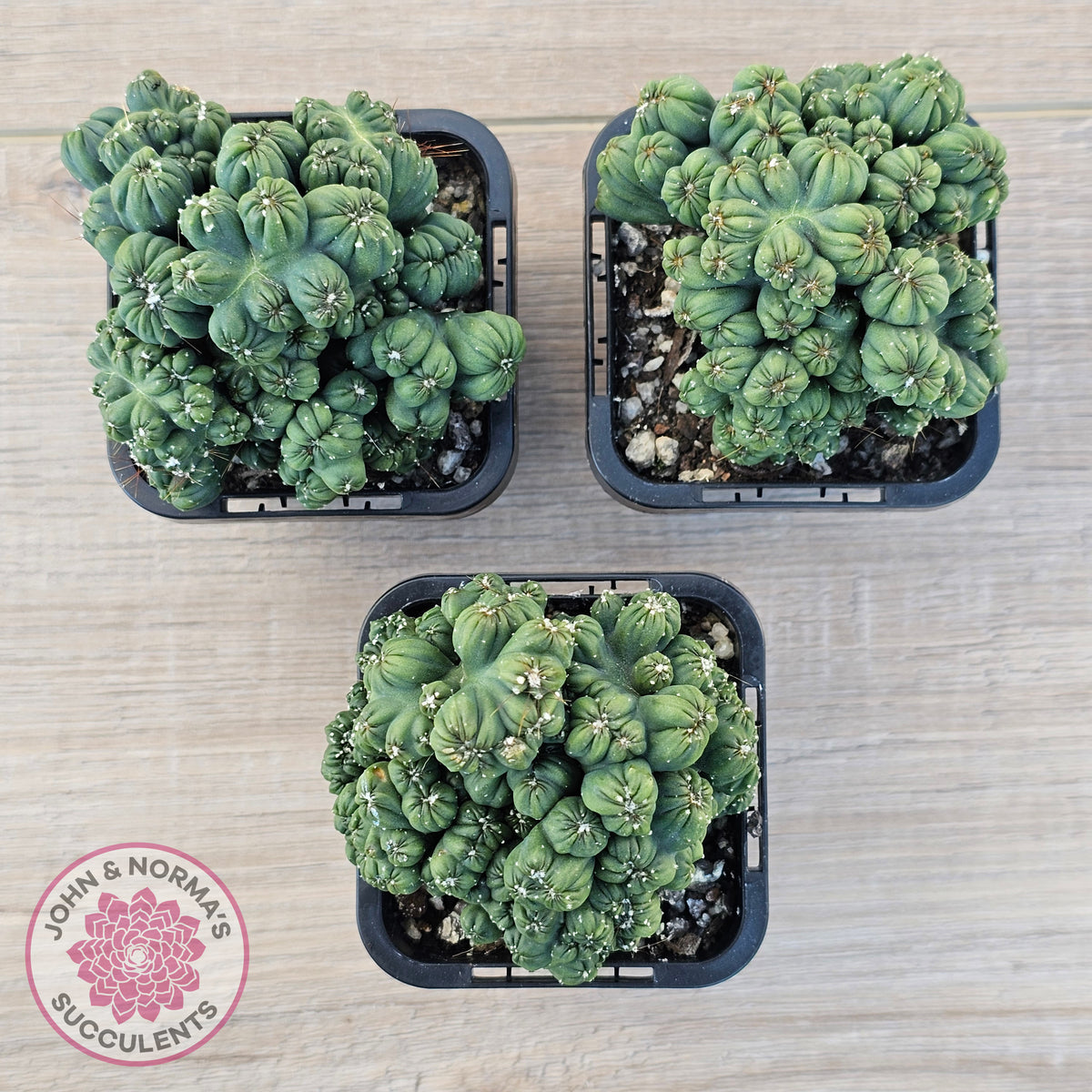 Cereus 'Ming Thing' | John & Norma's Succulents – John & Norma's ...