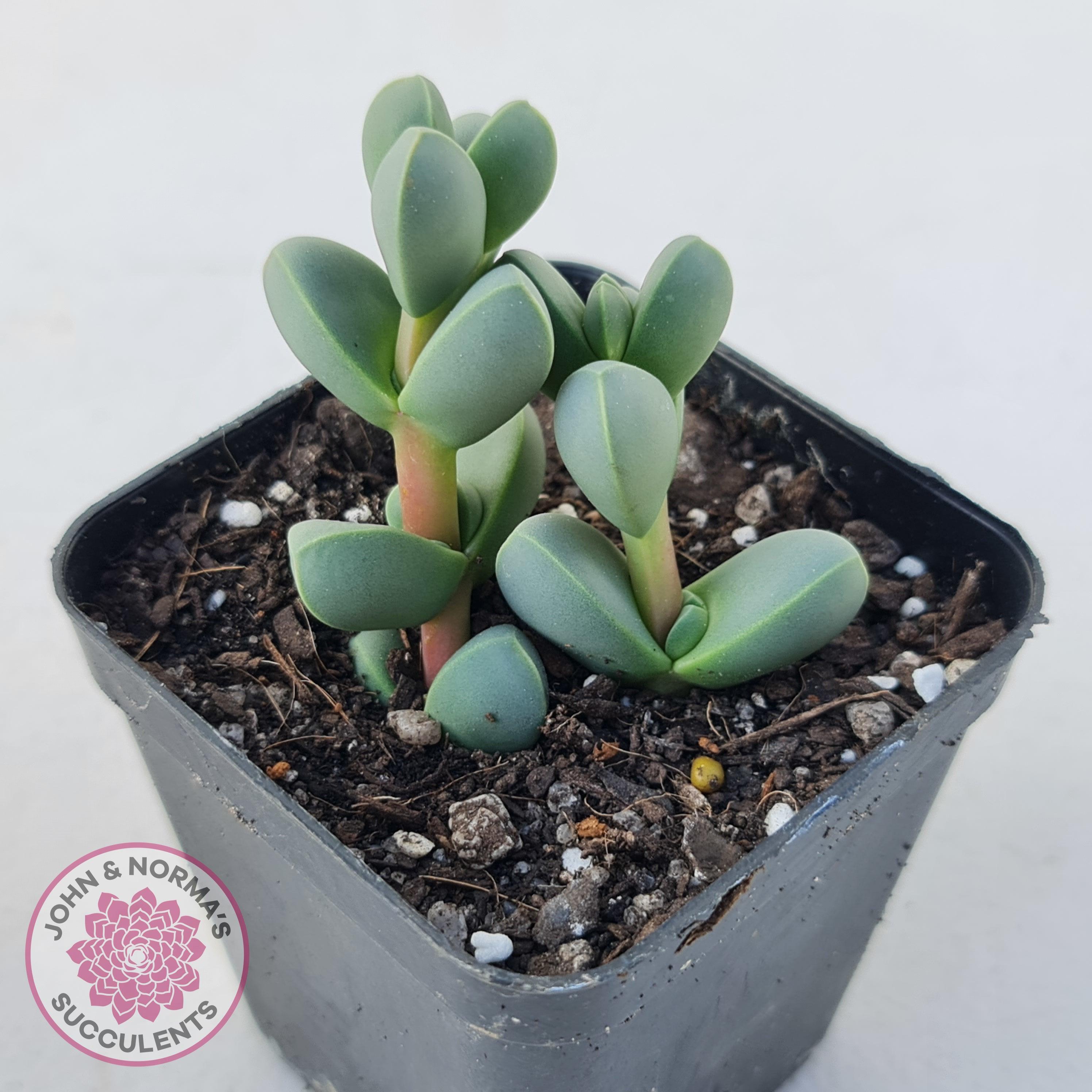 Corpuscularia lehmannii - Ice Plant | John & Norma's Succulents – John ...