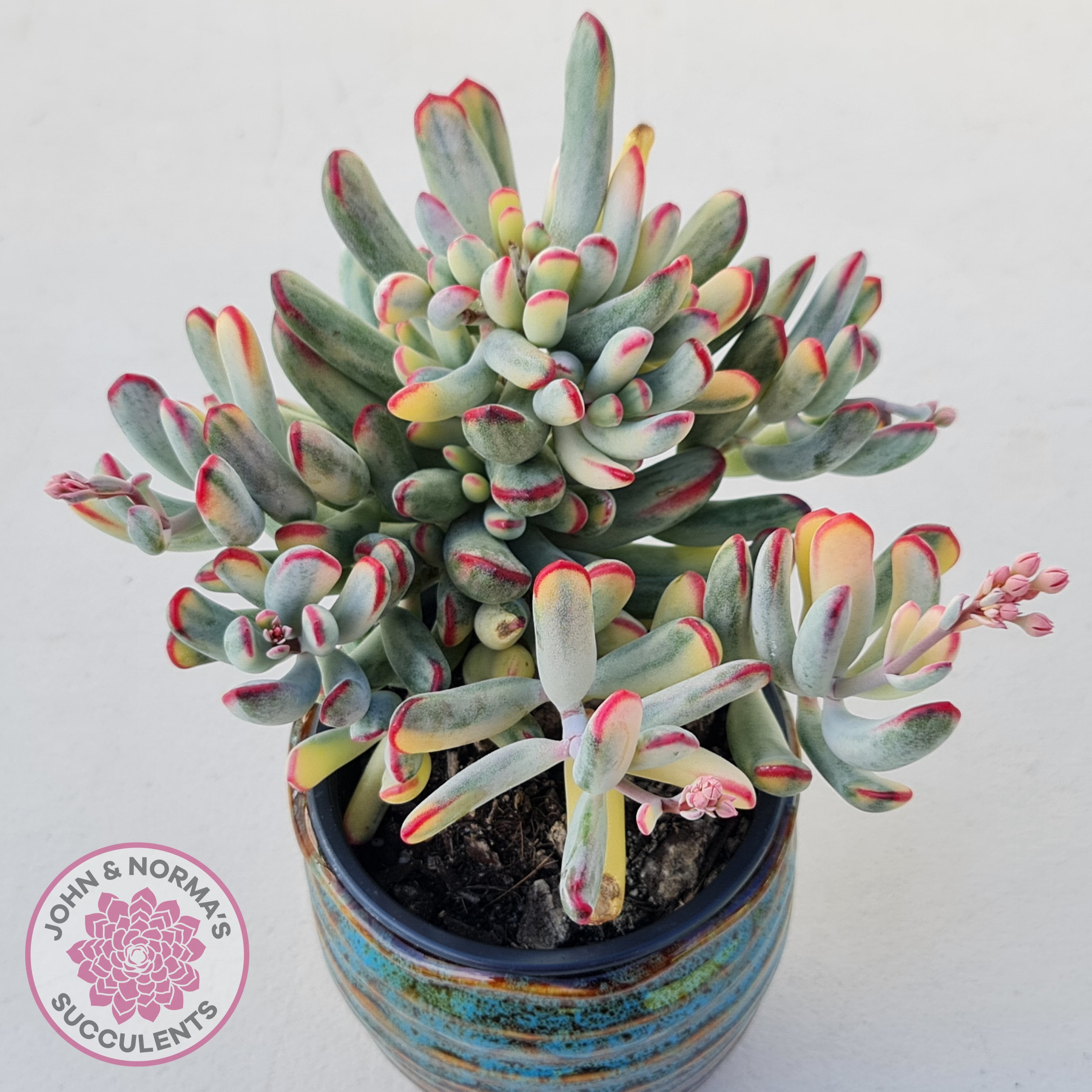 Cotyledon Orbiculata Long Leaf Variegated - 100mm XL | John & Norma's ...