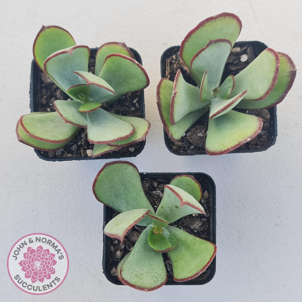 Cotyledon 'Ruby Lips' | John & Norma's Succulents – John & Norma's ...