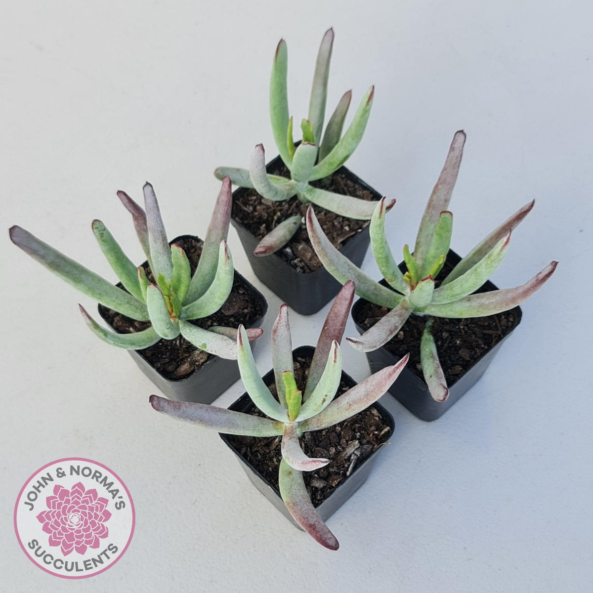 Cotyledon White Sprite | John & Norma's Succulents – John & Norma's ...