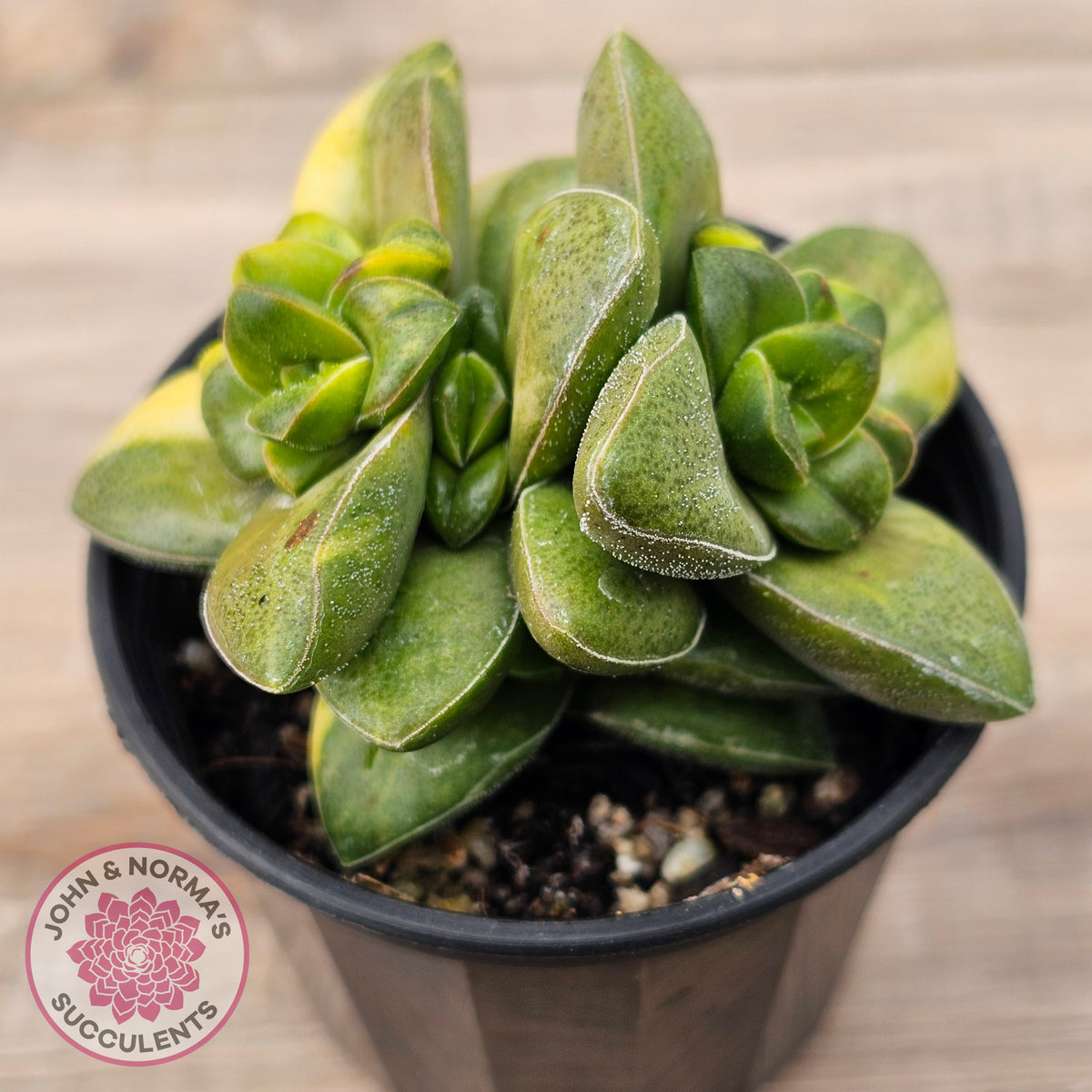 Crassula Springtime Variegated (Same Plant) | John & Norma's Succulents ...