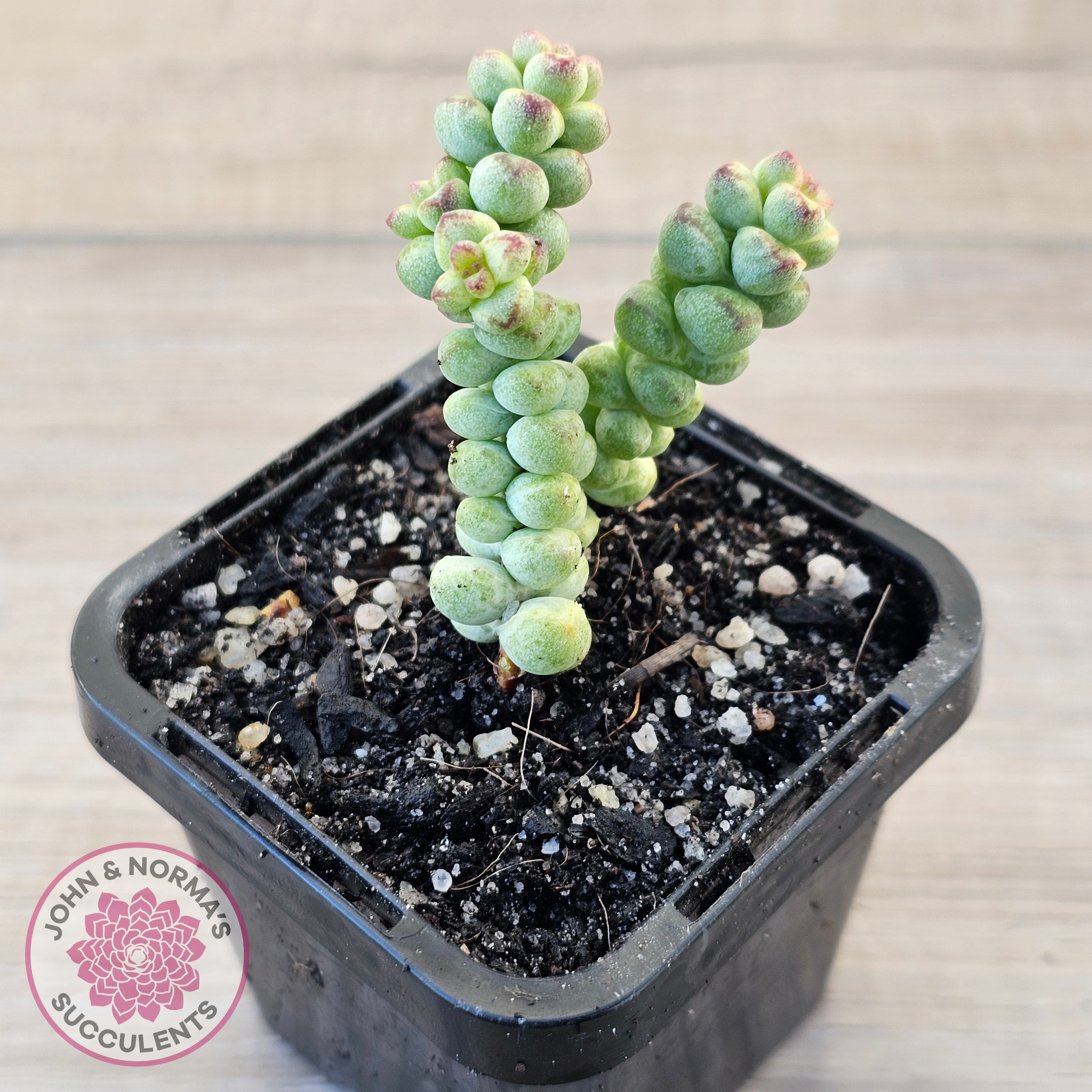 Crassula 'Baby Surprise' | John & Norma's Succulents – John & Norma's ...