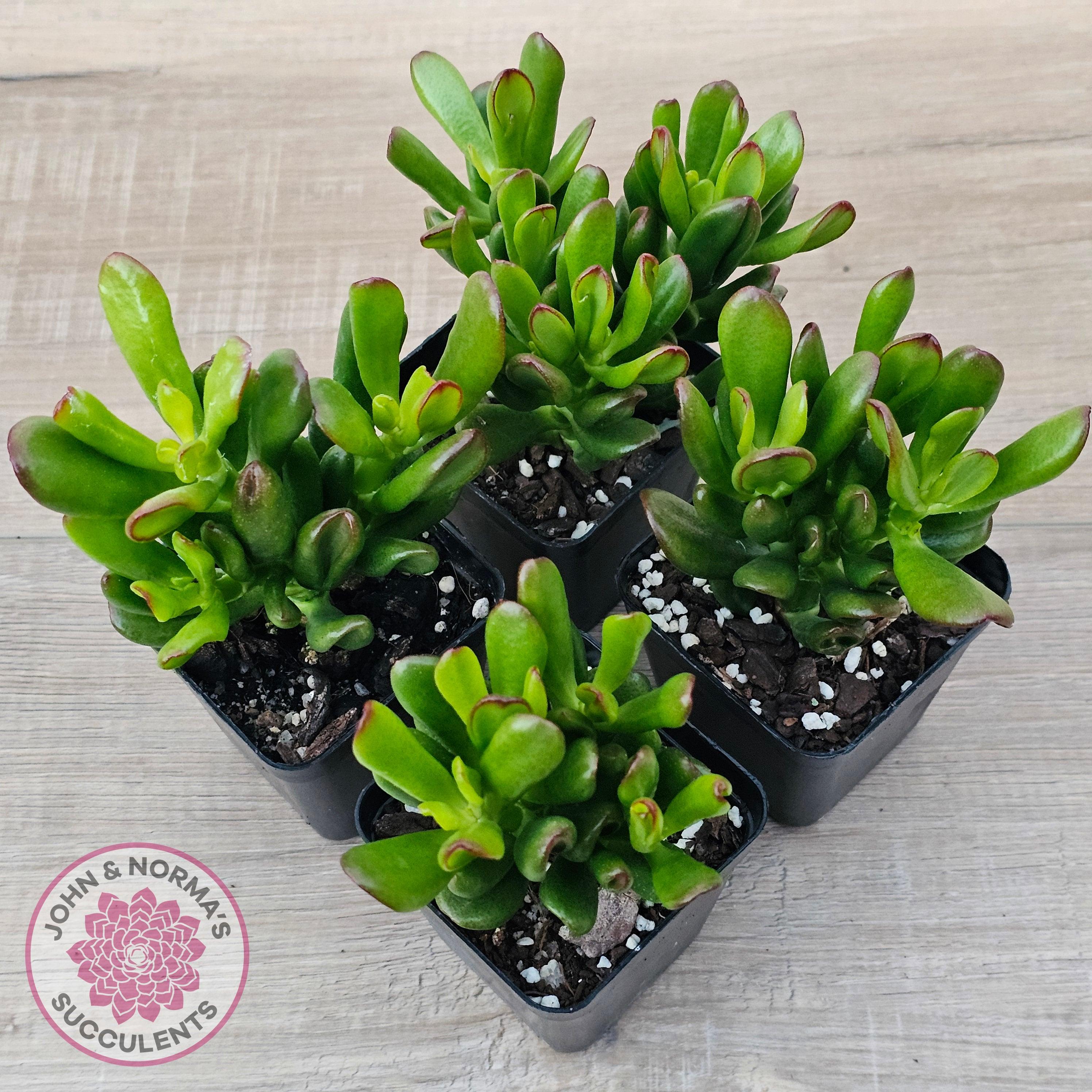 Crassula Convoluta | John & Norma's Succulents – John & Norma's ...