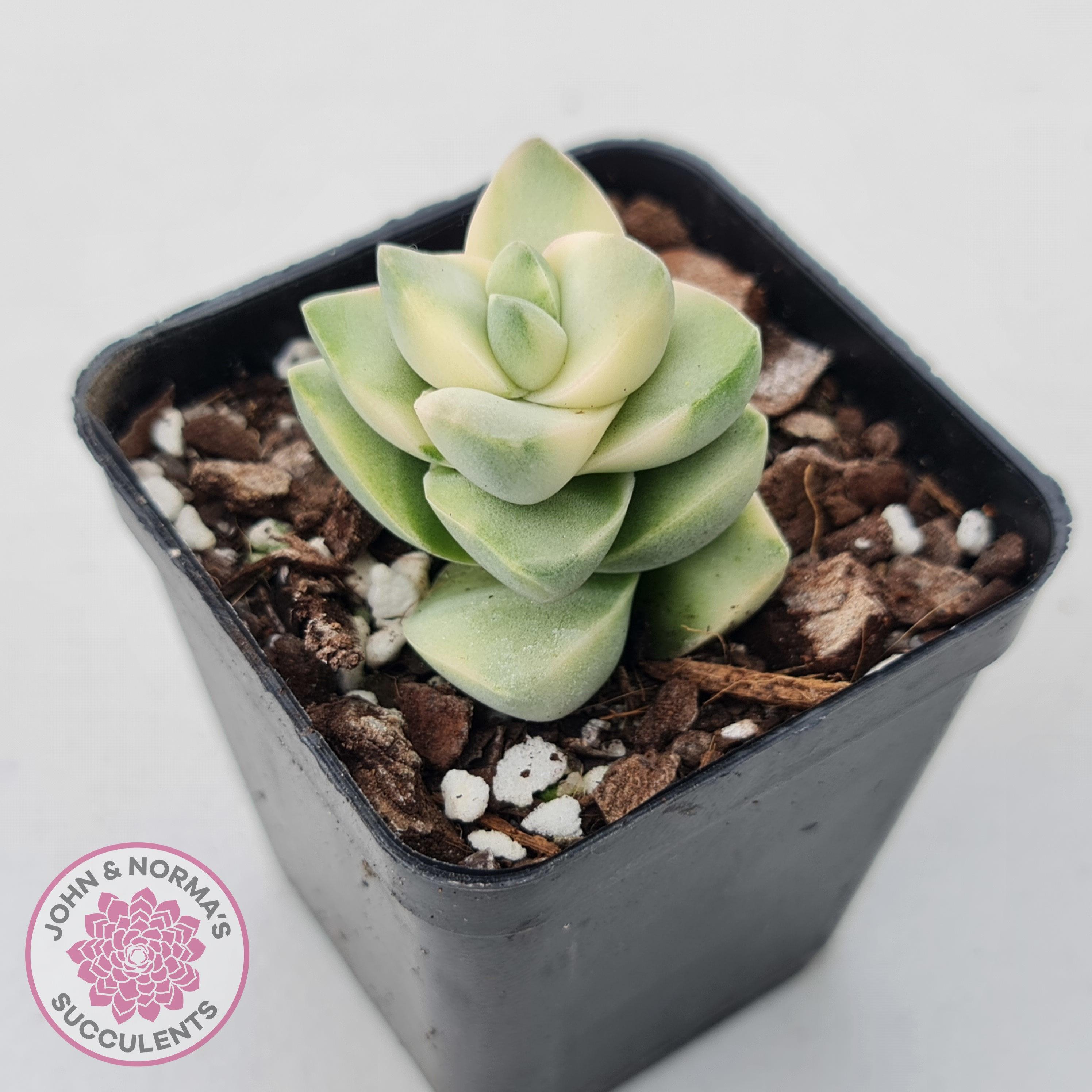Crassula 'Moonglow' variegated | John & Norma's Succulents – John ...