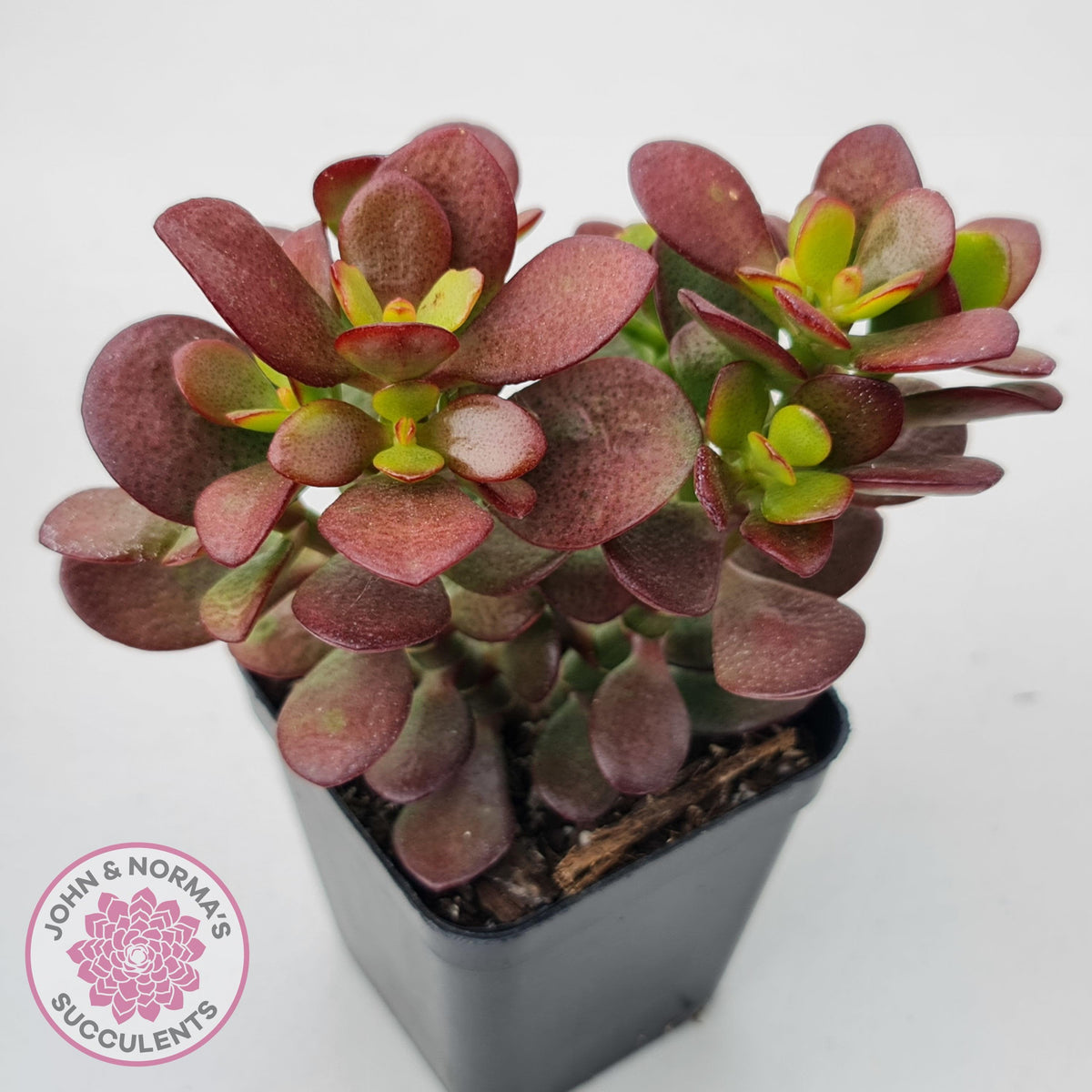 Crassula ovata 'Hobbit' | John & Norma's Succulents – John & Norma's ...