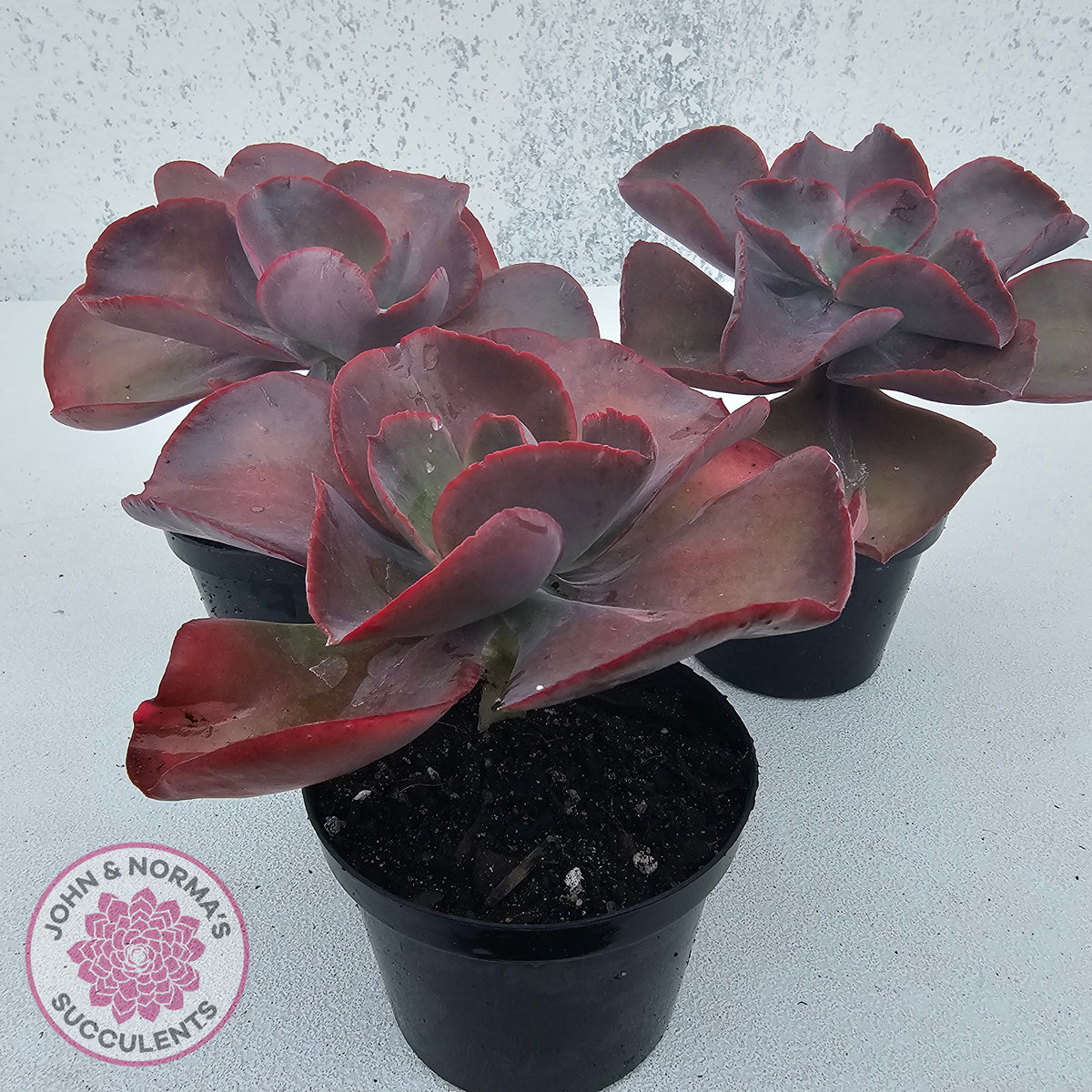 Buy Echeveria 'Big Red' Australia | Quality Succulent Plant – John ...