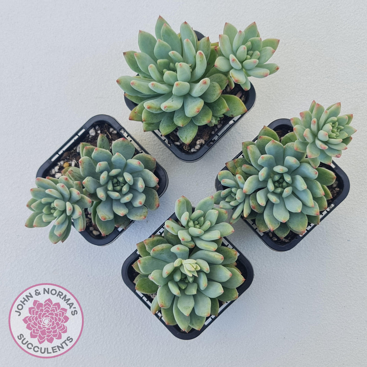 Echeveria 'Blue Apple' | John & Norma's Succulents – John & Norma's ...
