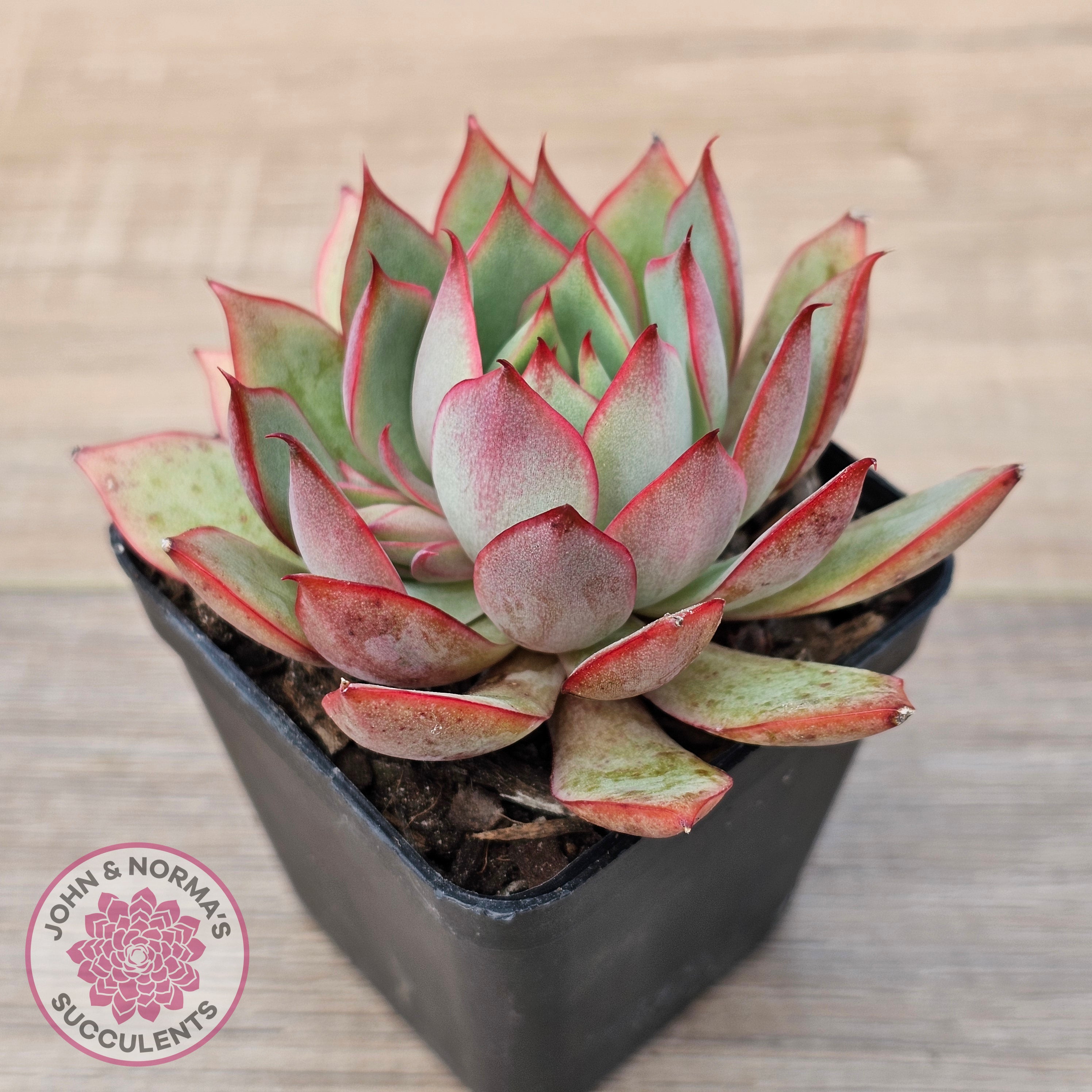 Echeveria 'Captain Rose' | John & Norma's Succulents – John & Norma's ...
