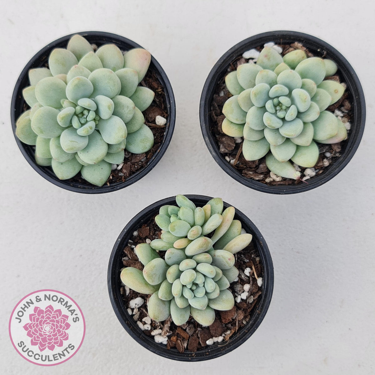Echeveria 'Caviar' | John & Norma's Succulents – John & Norma's ...