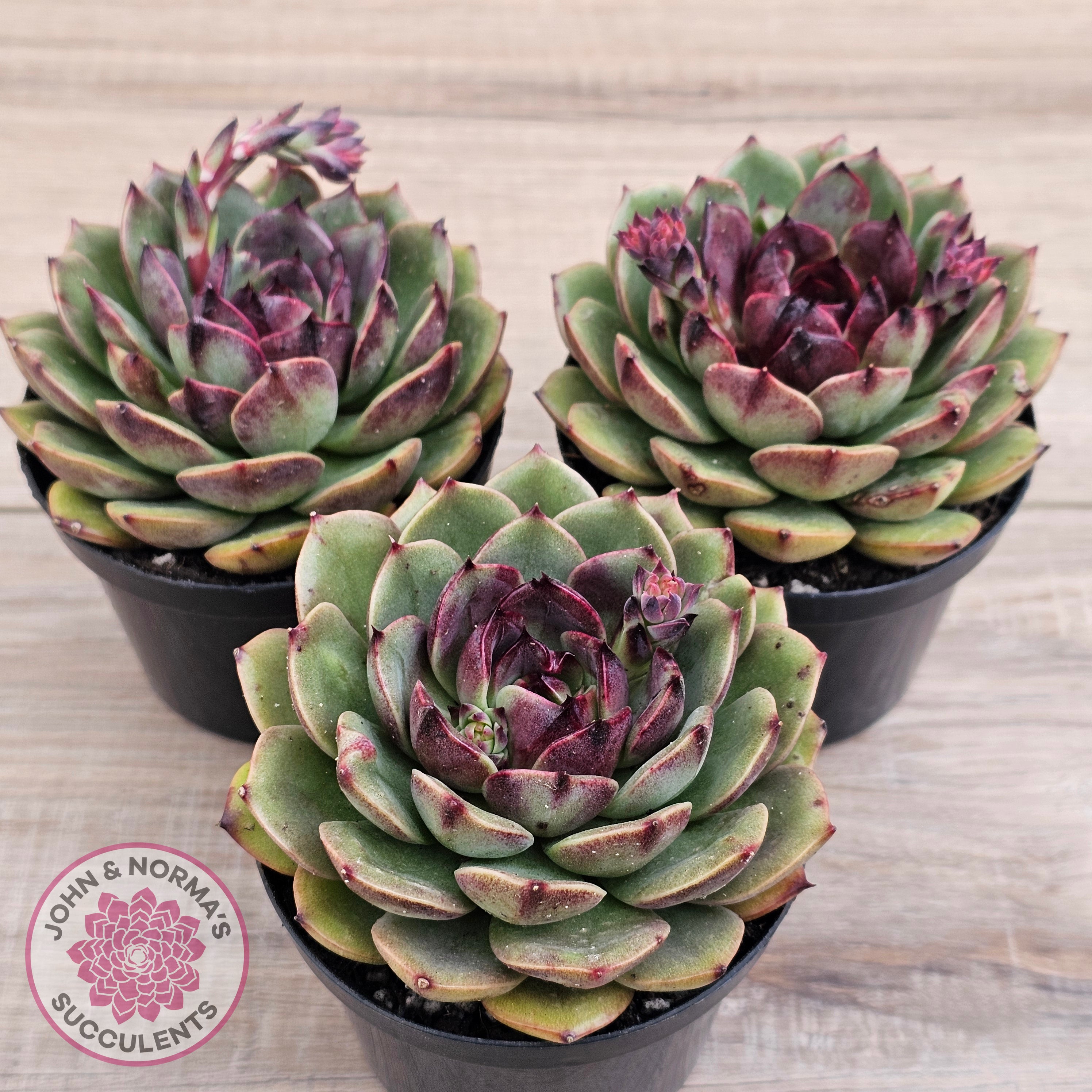 Echeveria 'Coral Rose' (lg) | John & Norma's Succulents – John & Norma ...