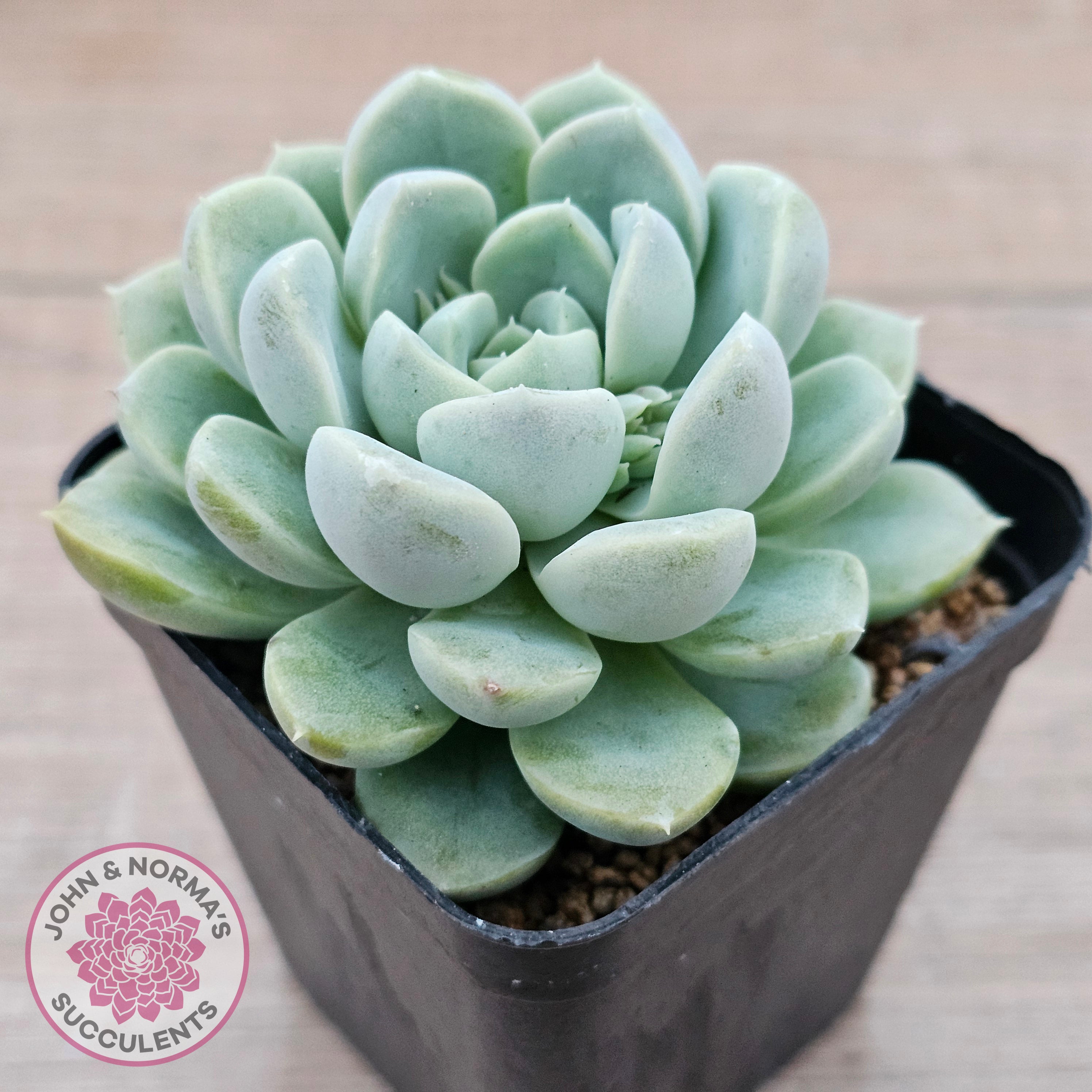 Echeveria 'Cream Jade' | John & Norma's Succulents – John & Norma's ...