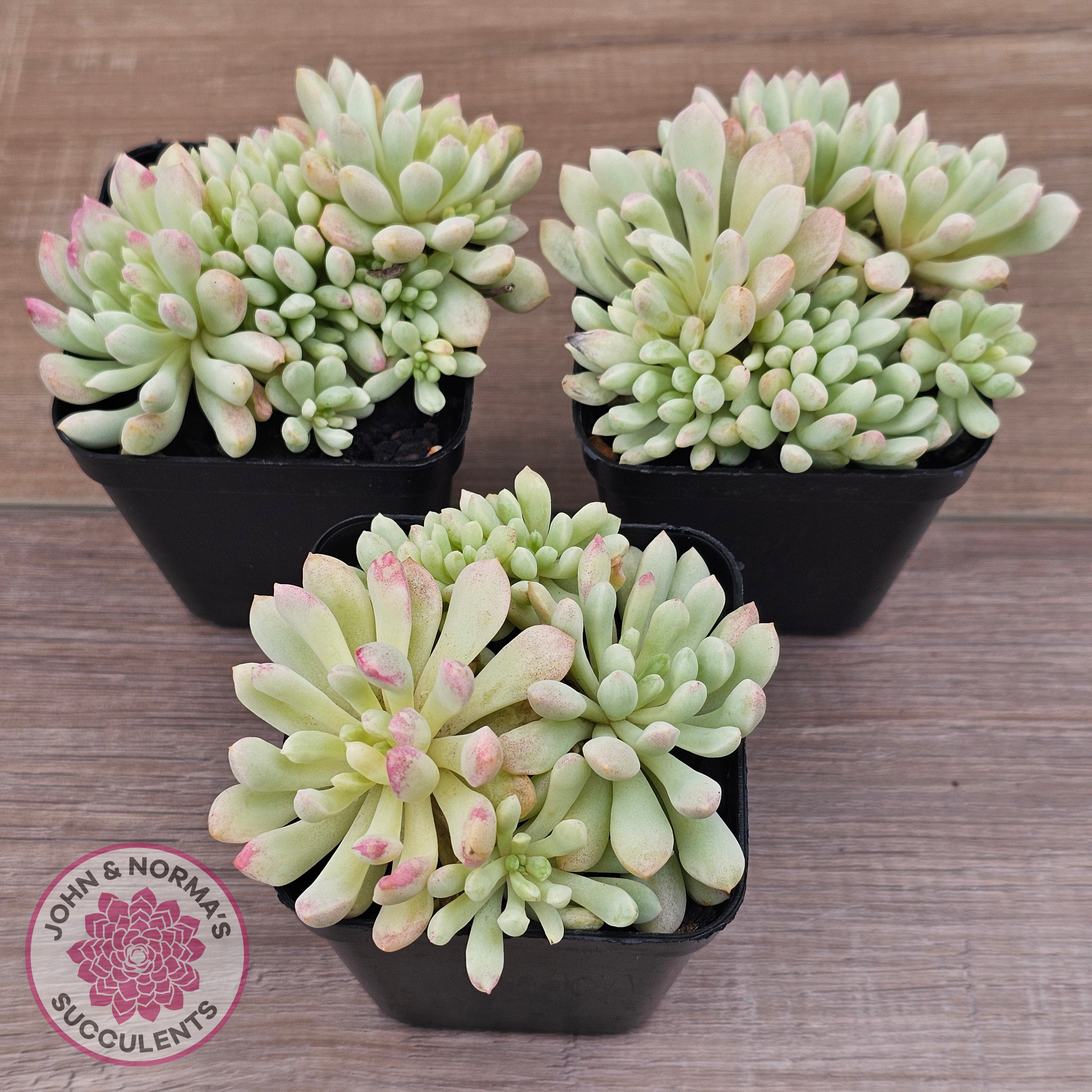 Echeveria 'Cute Bean' Variegated clumps | John & Norma's Succulents ...