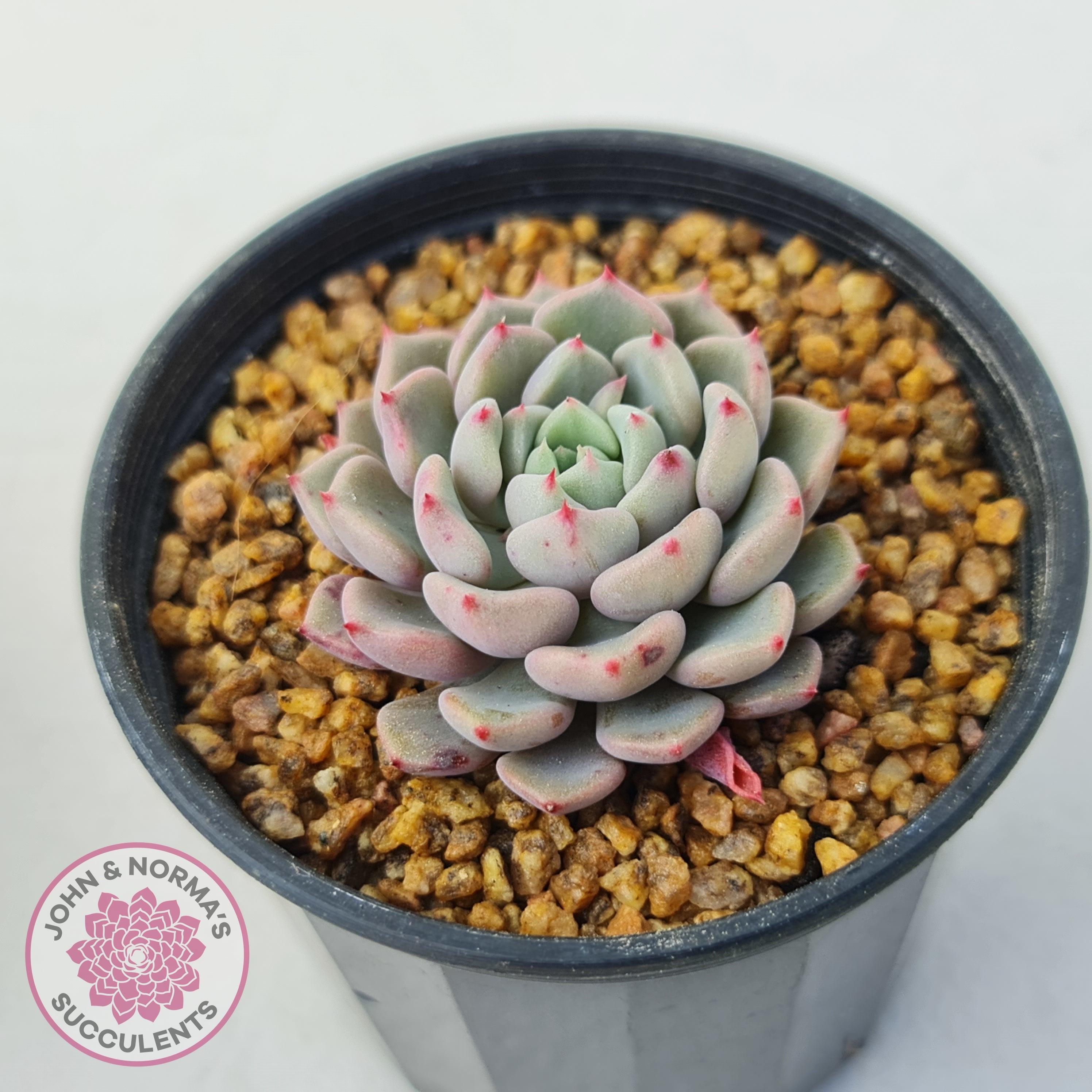 Echeveria 'Cute Bubble' | John & Norma's Succulents – John & Norma's ...