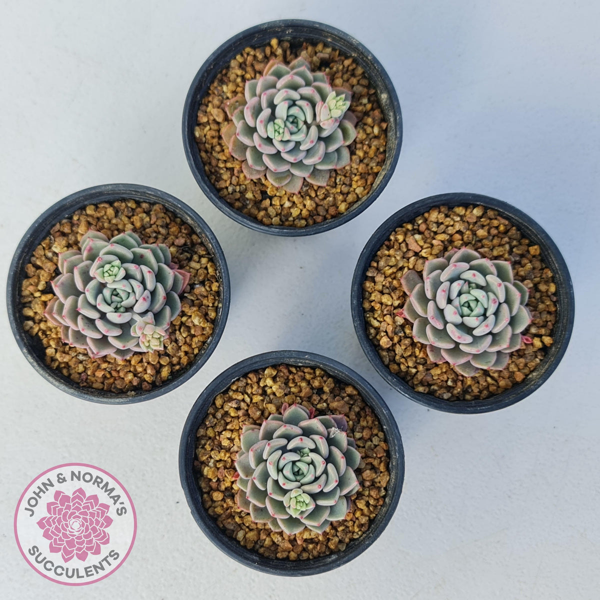 Echeveria 'Cute Bubble' | John & Norma's Succulents – John & Norma's ...