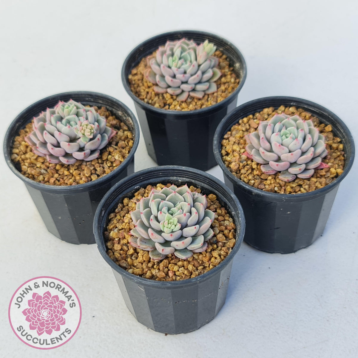 Echeveria 'Cute Bubble' | John & Norma's Succulents – John & Norma's ...