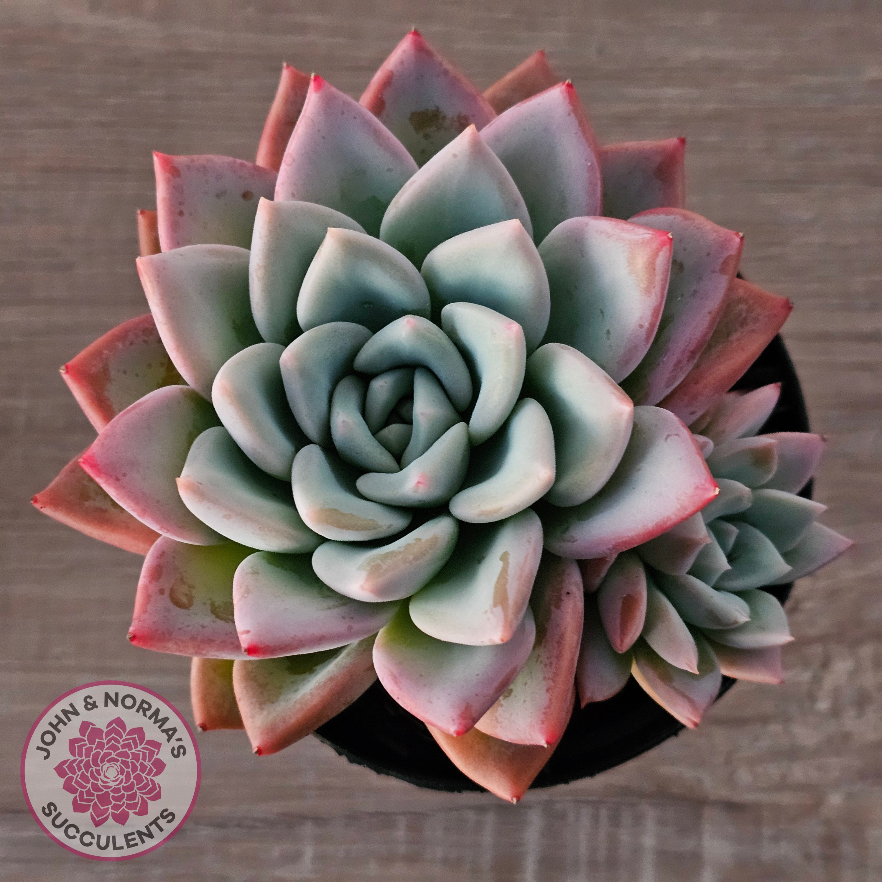Echeveria Ghost (Multi) | John & Norma's Succulents – John & Norma's ...