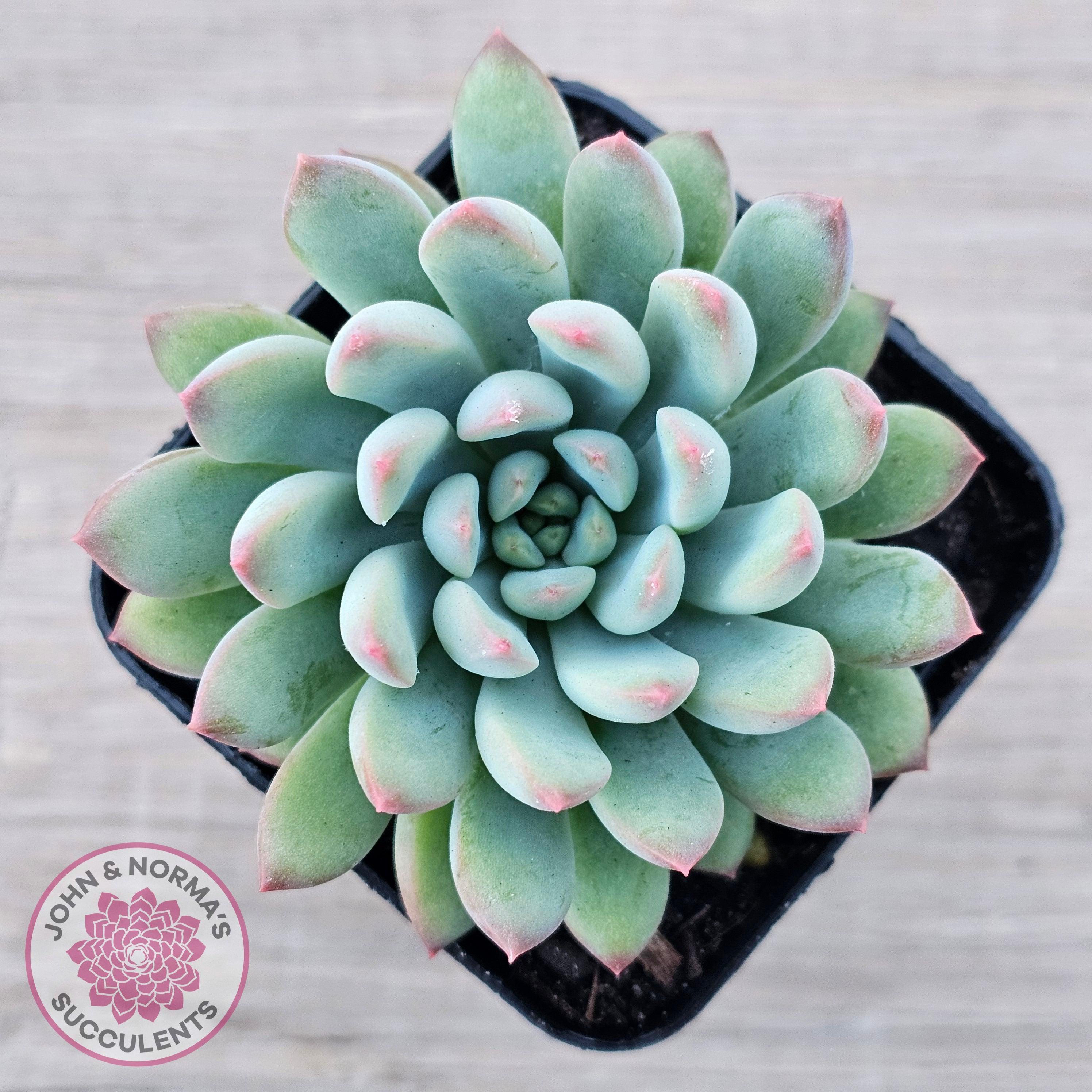 Echeveria 'Ice Princess' | John & Norma's Succulents – John & Norma's ...