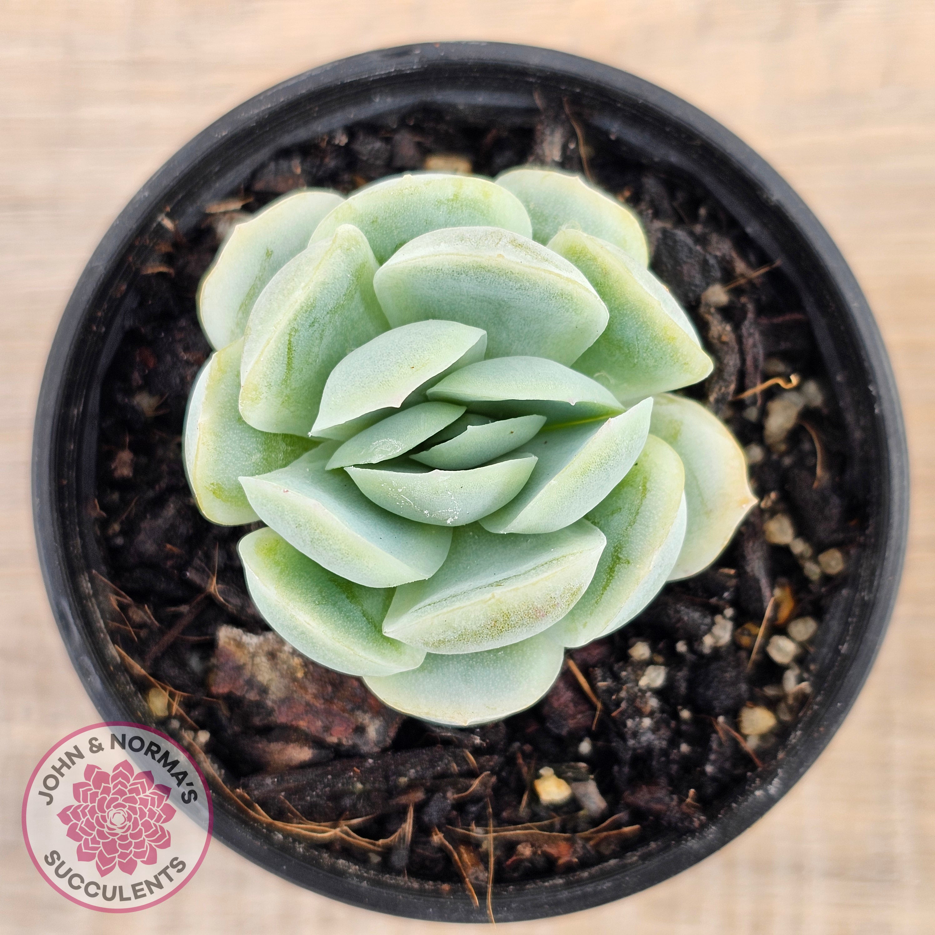 Echeveria 'Lemon Berry' | John & Norma's Succulents – John & Norma's ...