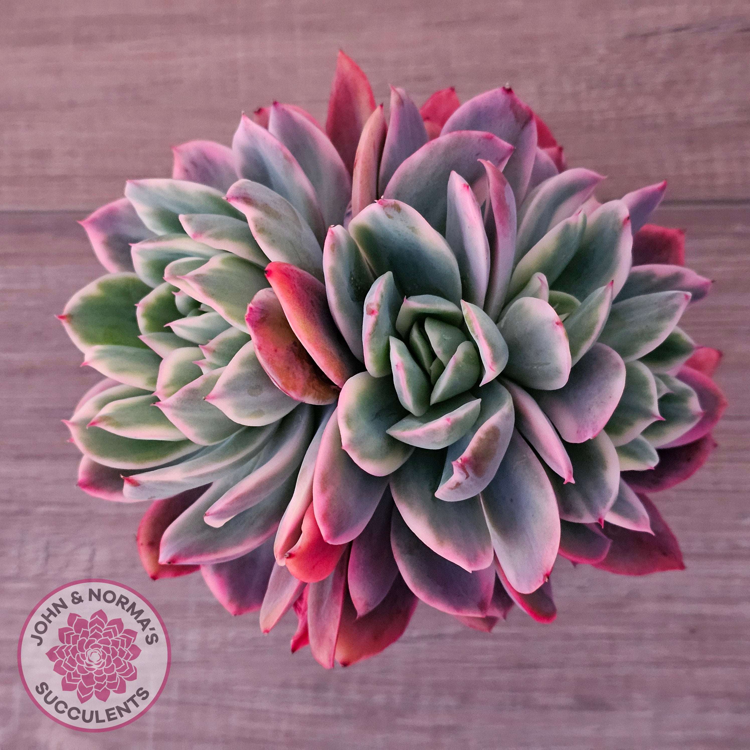 Echeveria 'Luella' Variegated Crest | John & Norma's Succulents – John ...