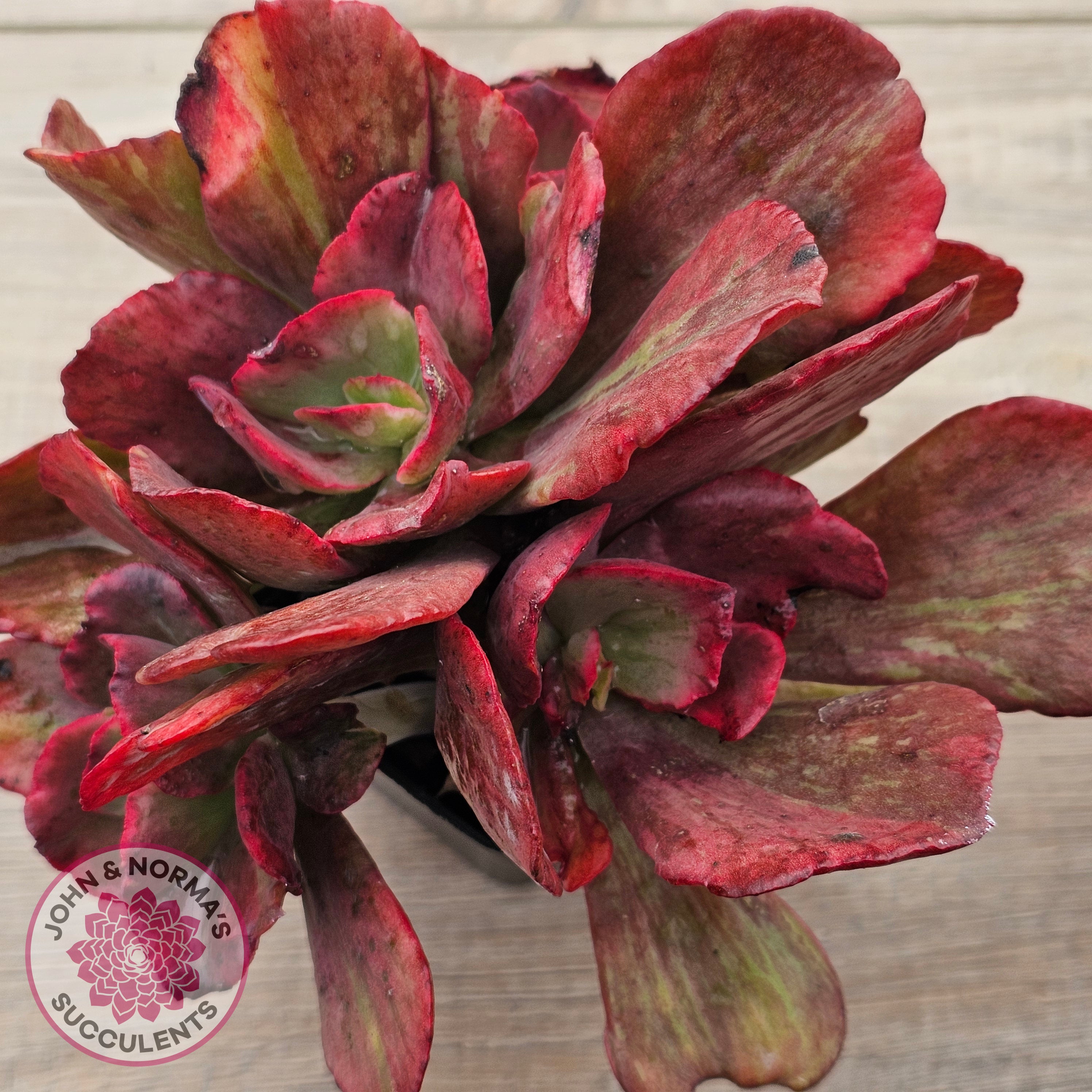 Echeveria Marijah Red & White Variegata | John & Norma's Succulents ...