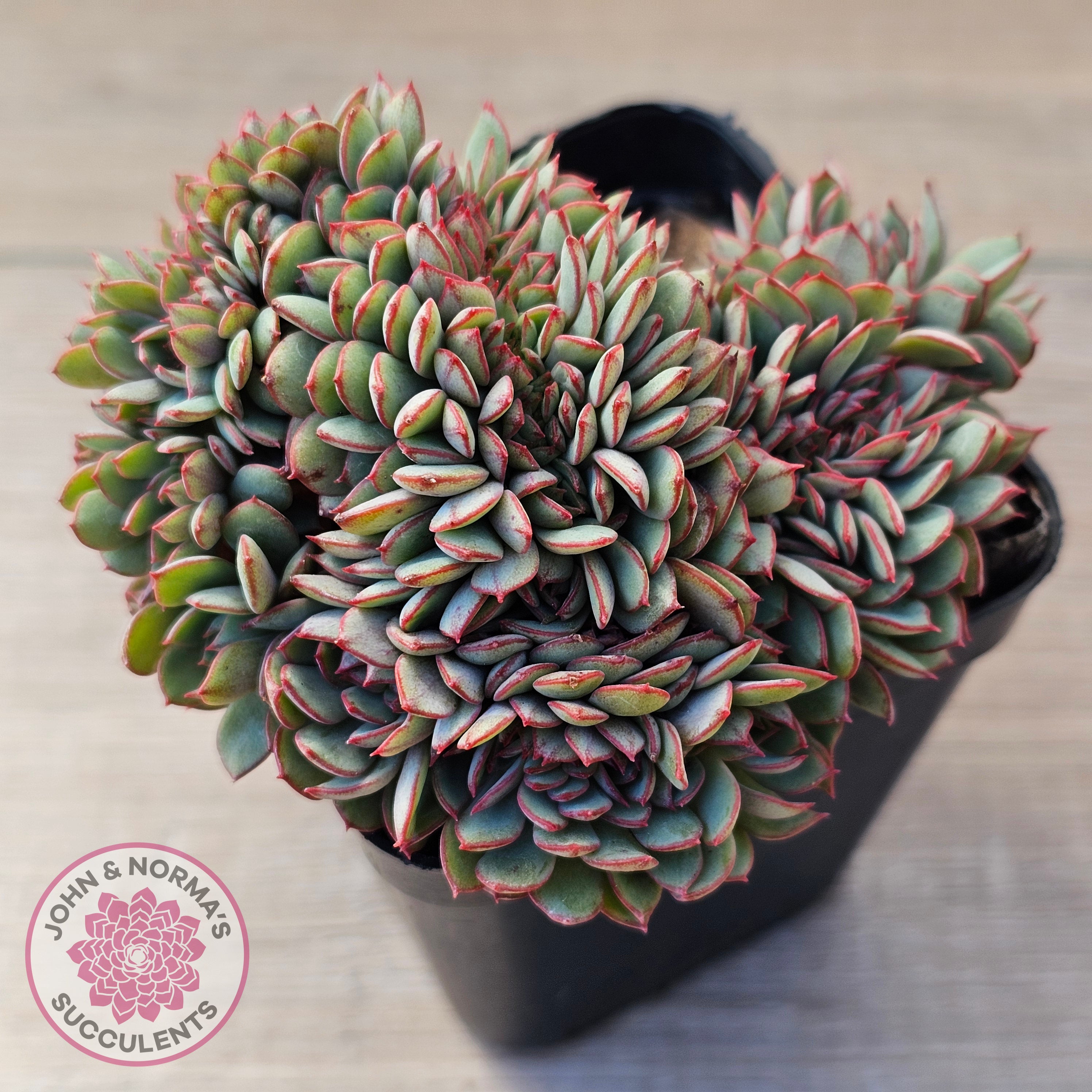 Echeveria Mozel Crest | John & Norma's Succulents – John & Norma's ...