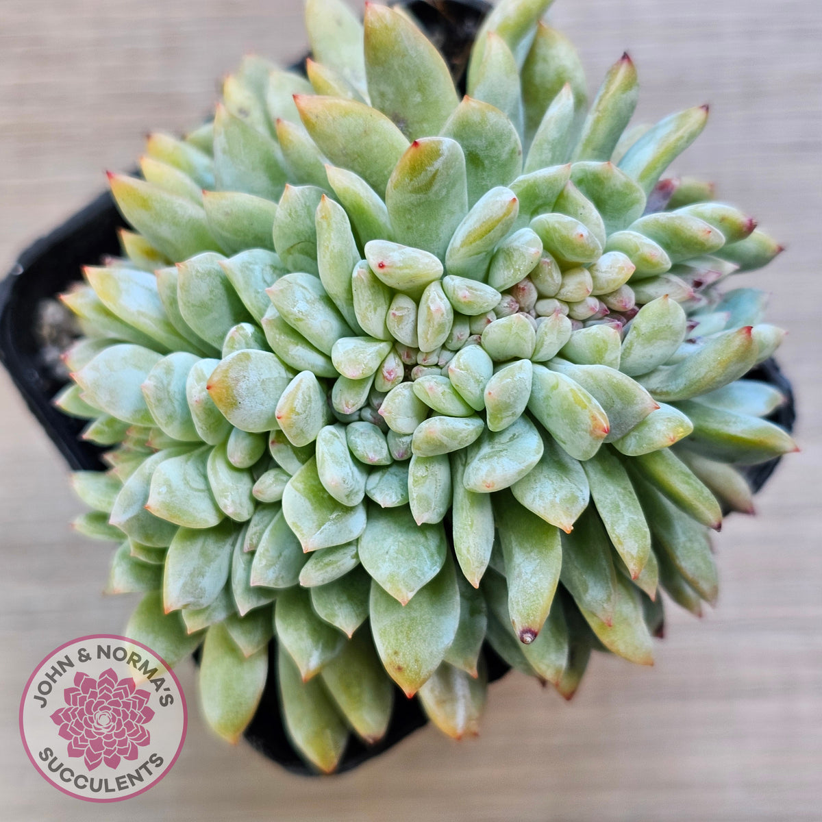 Echeveria Orange Monroe Crest | John & Norma's Succulents – John ...
