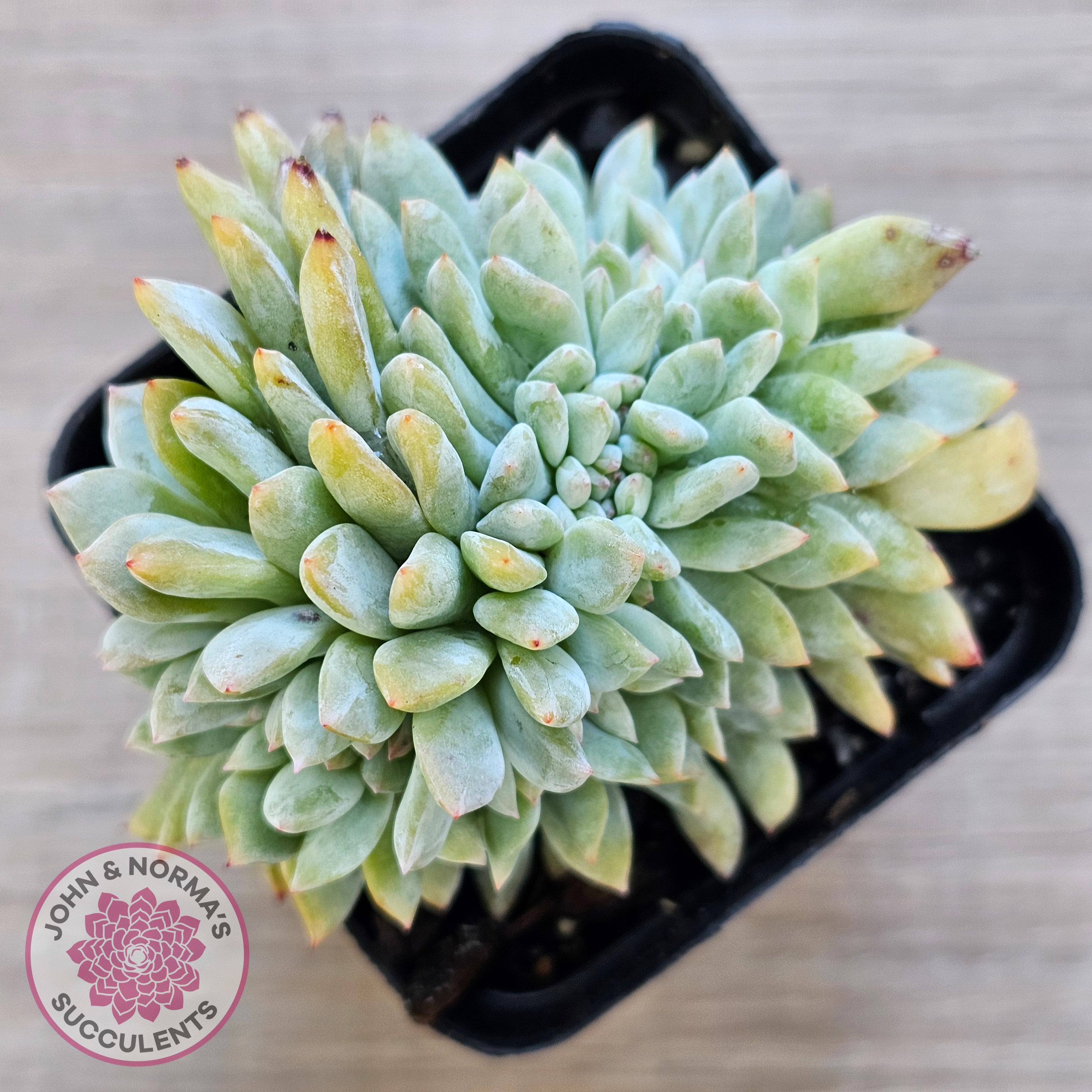 Echeveria Orange Monroe Crest | John & Norma's Succulents – John ...