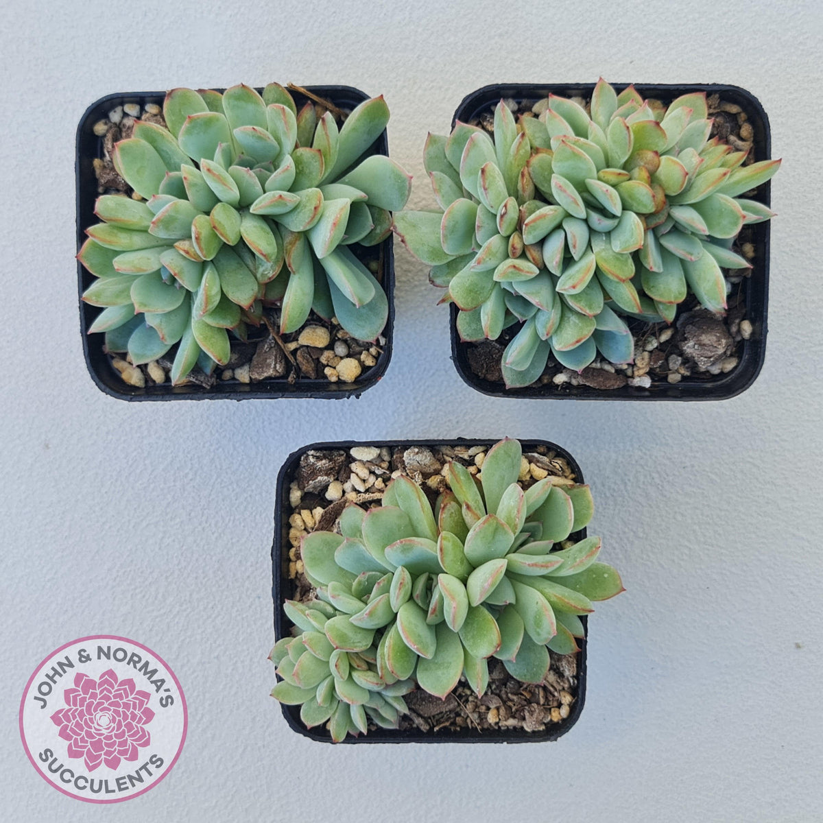 Echeveria 'Pink Edge' Crest | John & Norma's Succulents – John & Norma ...