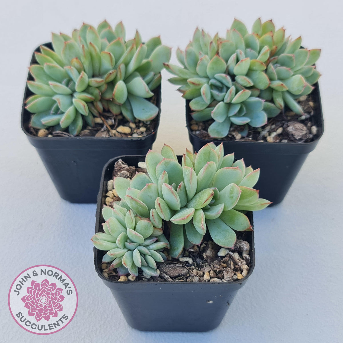 Echeveria 'Pink Edge' Crest | John & Norma's Succulents – John & Norma ...