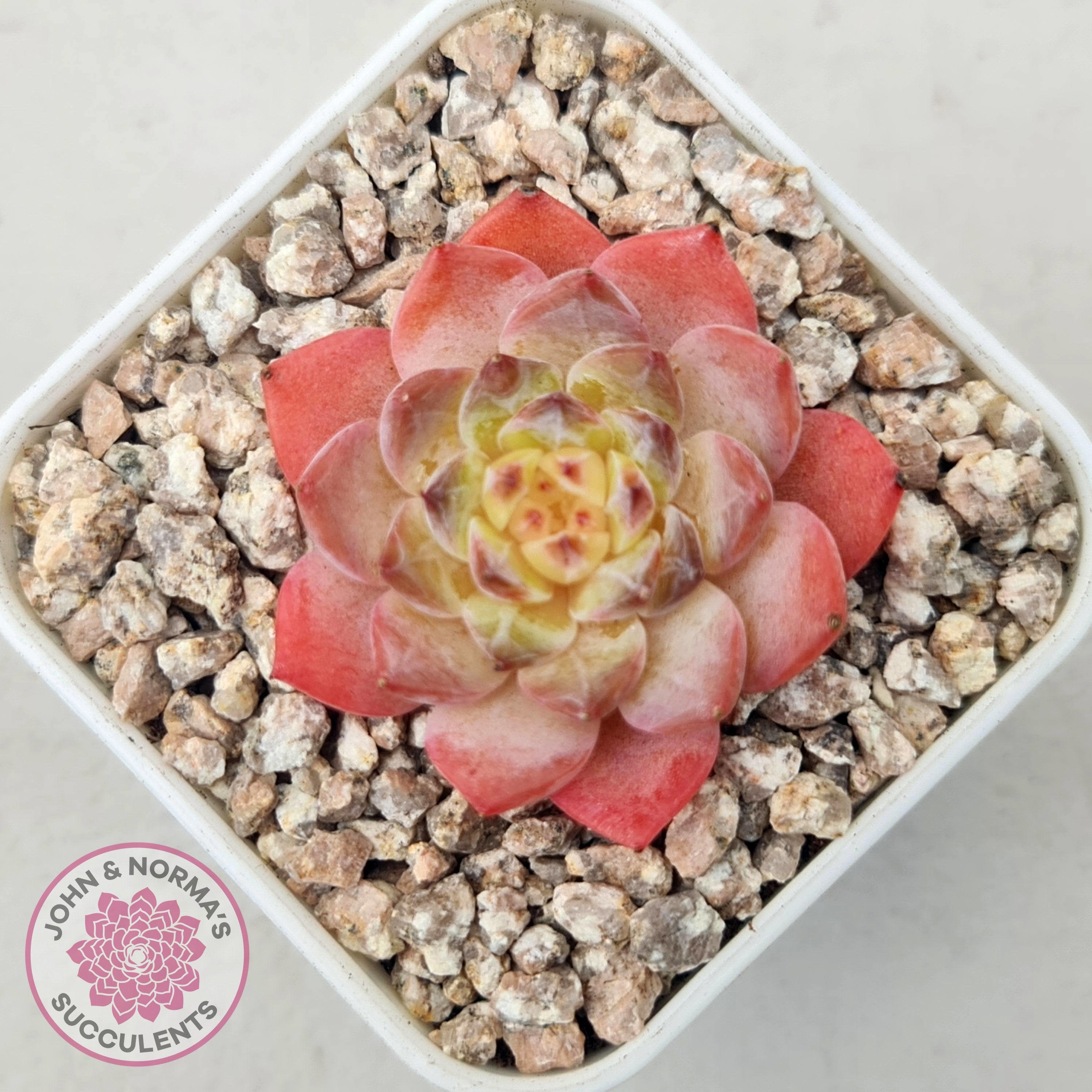 Echeveria 'Pink Ice Heart' | John & Norma's Succulents – John & Norma's ...