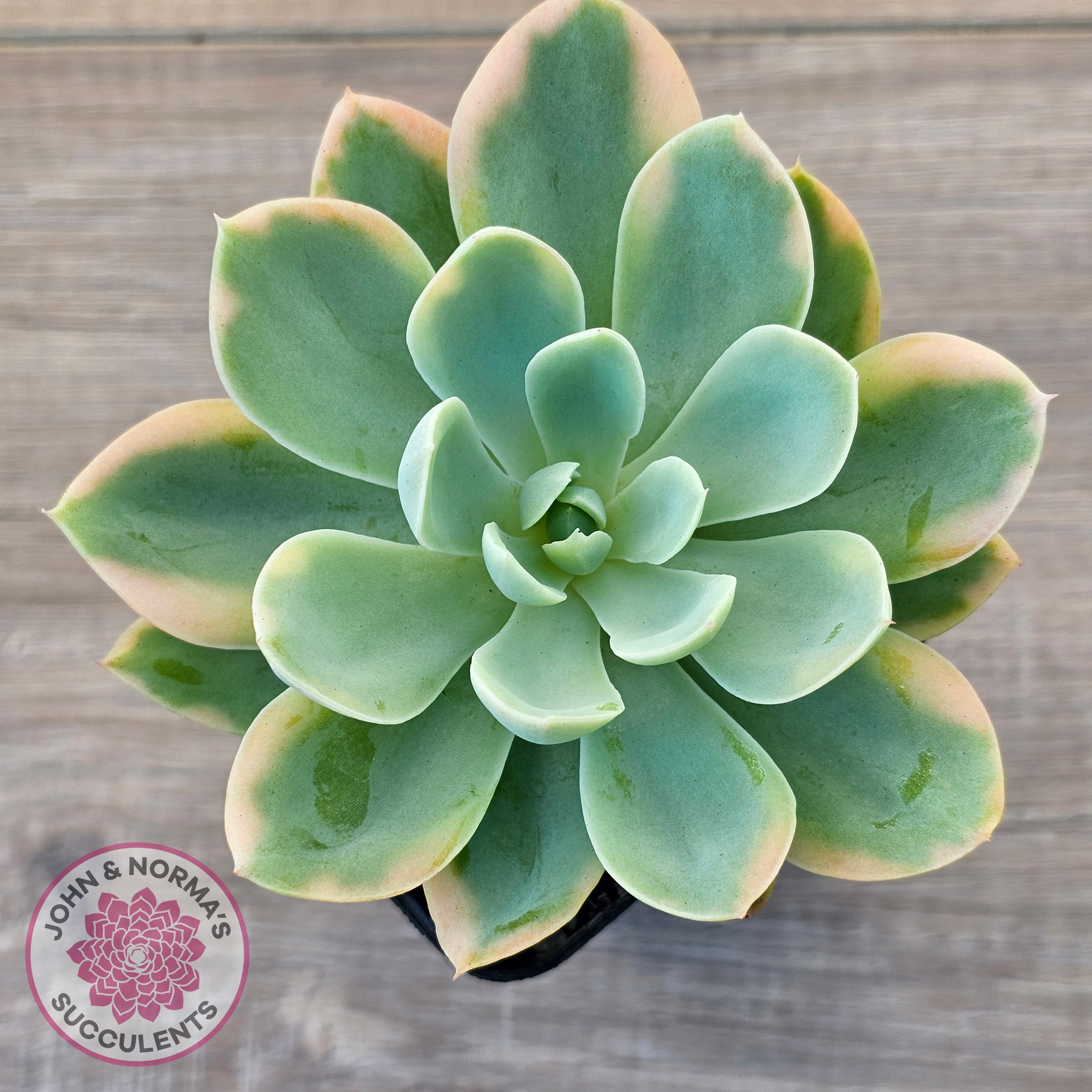 Echeveria 'Pink Vera' Variegated | John & Norma's Succulents – John ...
