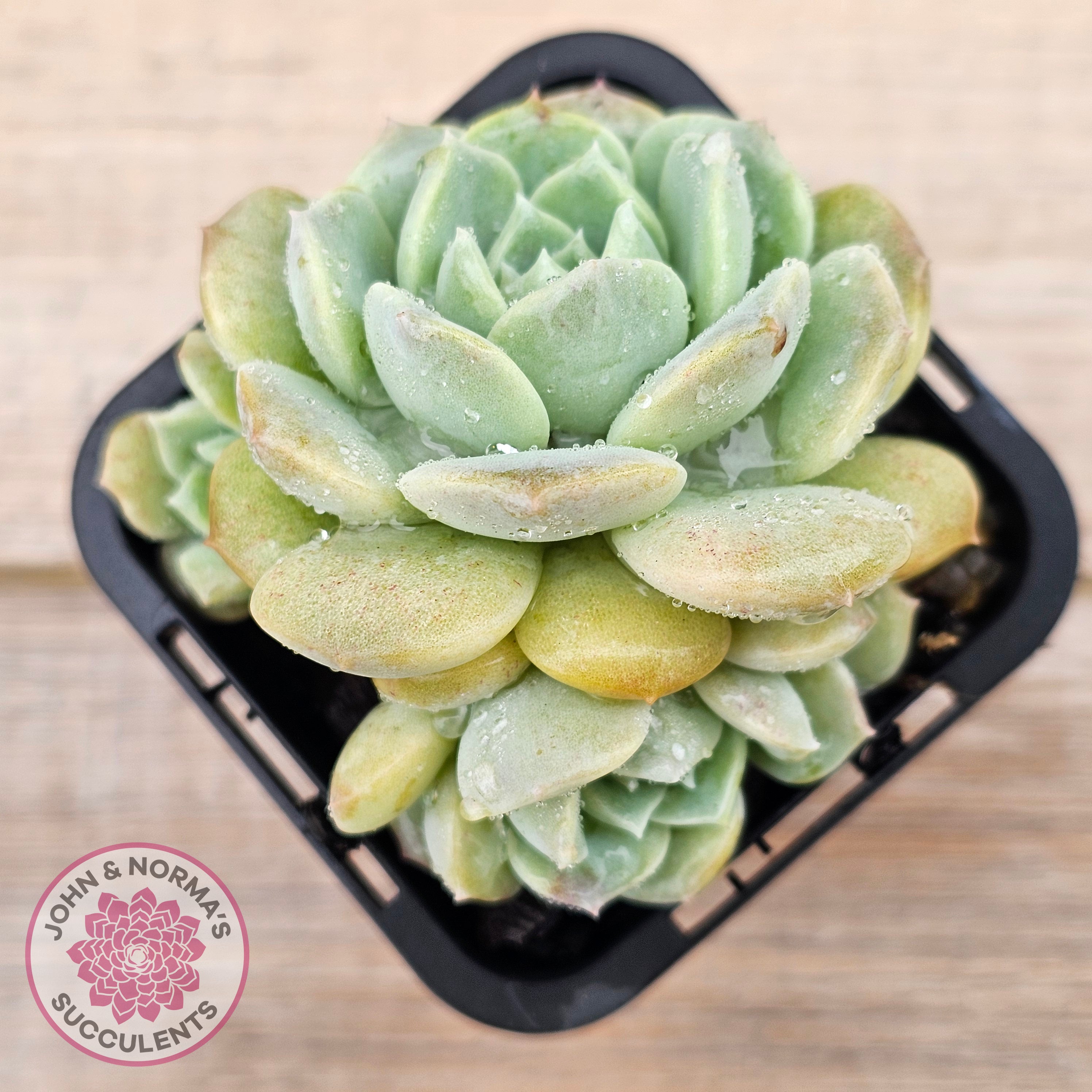 Echeveria 'Pure Love Changhee' | John & Norma's Succulents – John ...